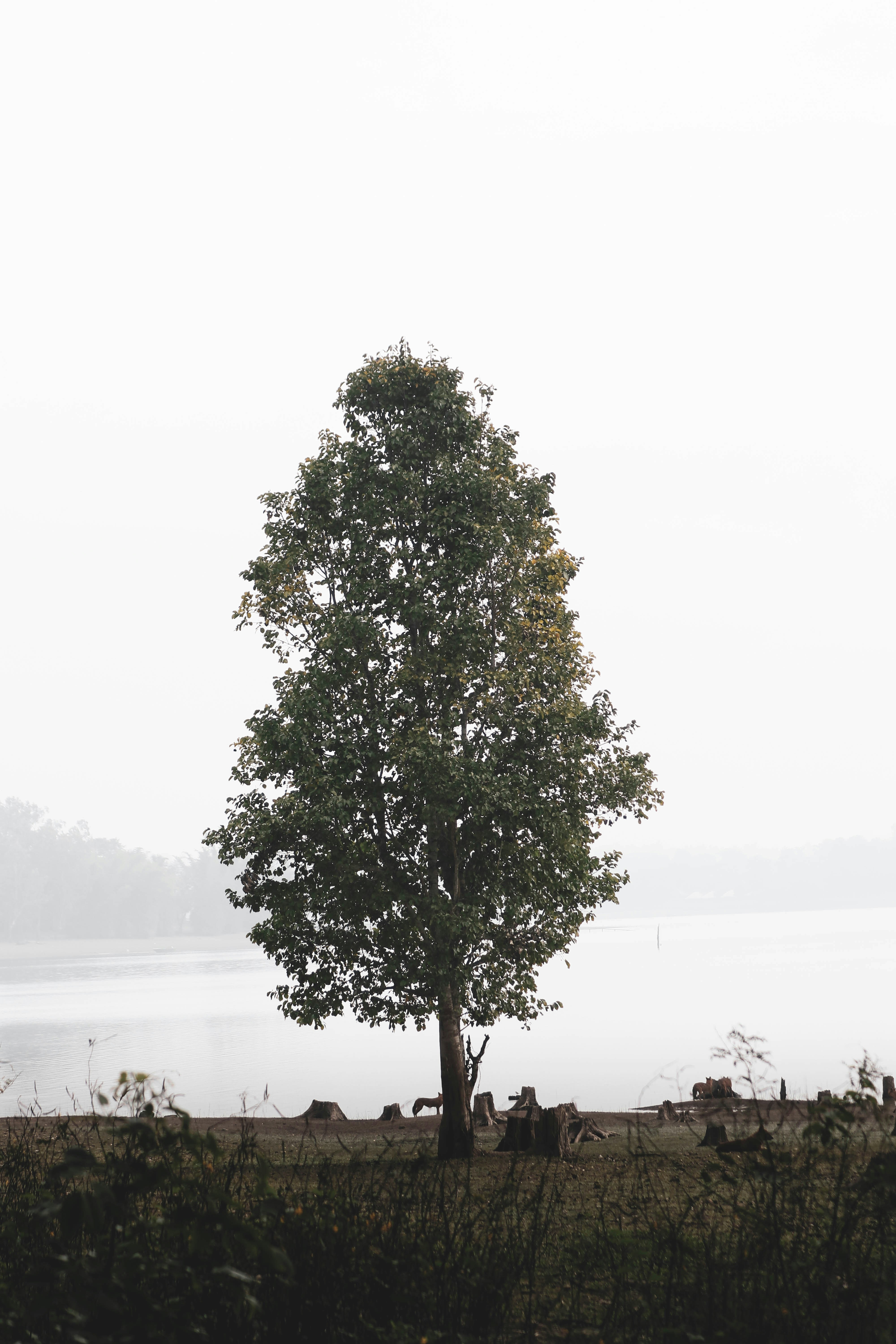 Un arbre solitaire au milieu d’un champ photo – Photo Arbre Gratuite ...