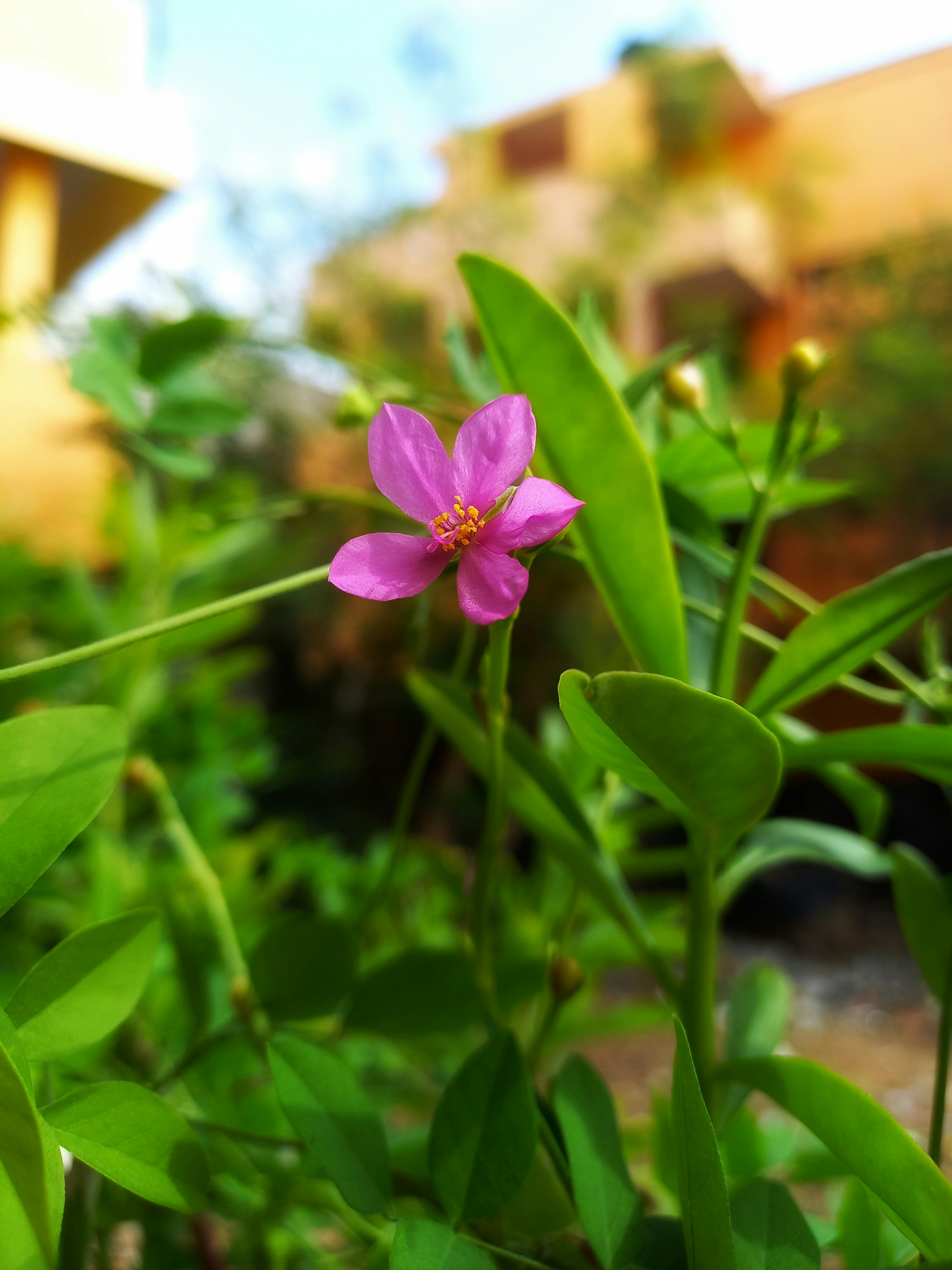Pink Flower with Green Studio: A Sunlit Garden Close-Up