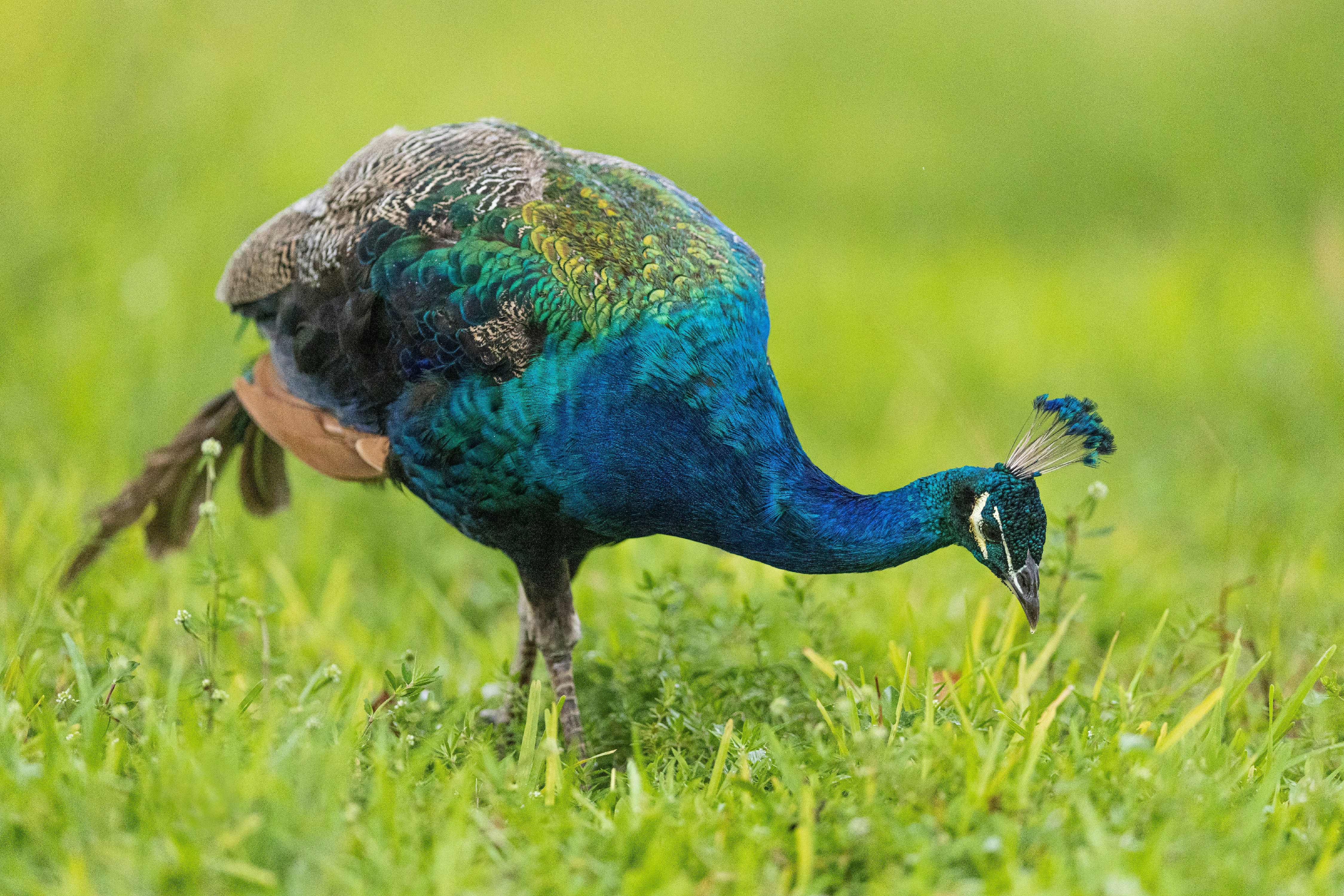 Iridescent Forager in a Sunlit Meadow