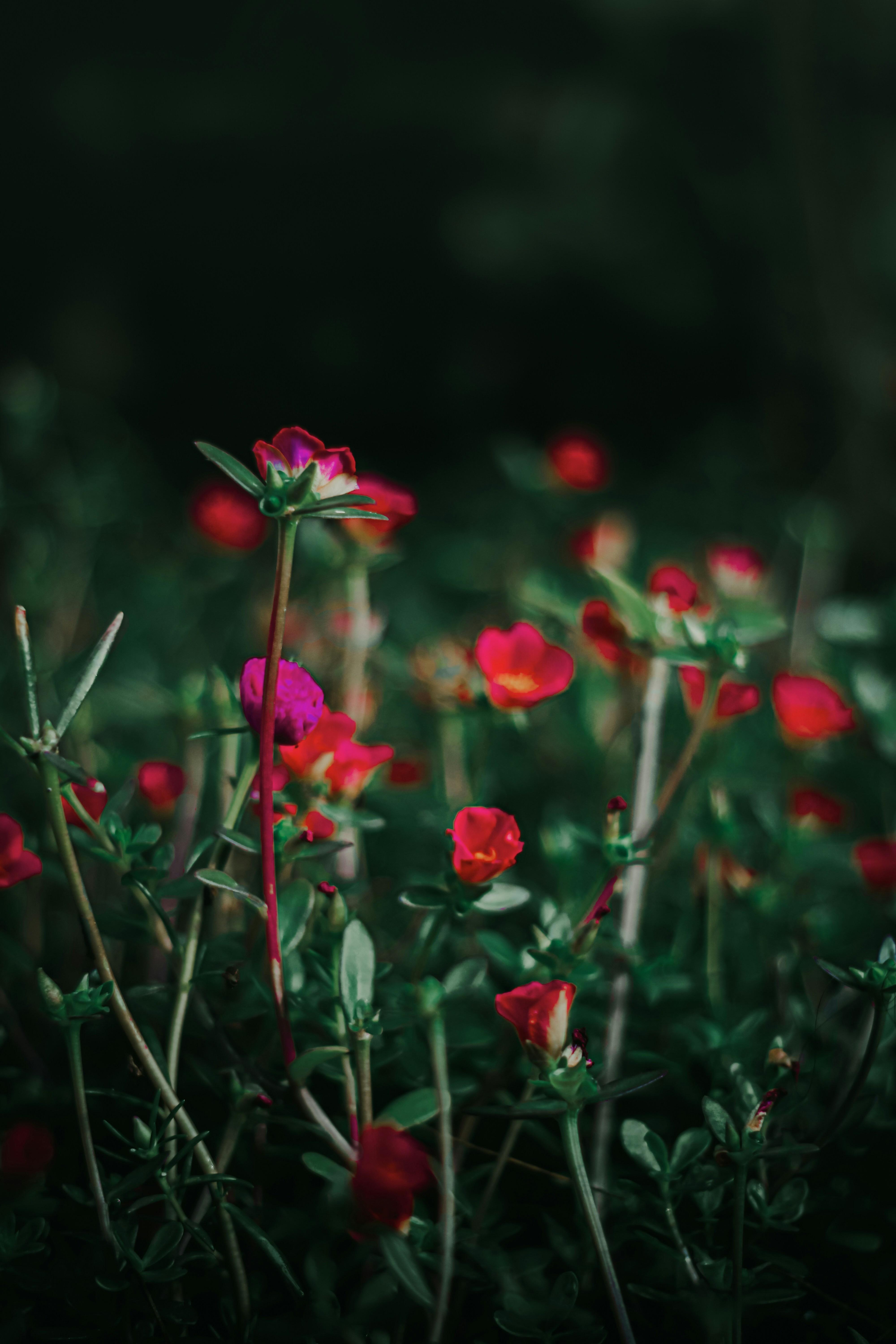 Foto Un ramo de flores rojas que están en la hierba – Imagen El bazar ...