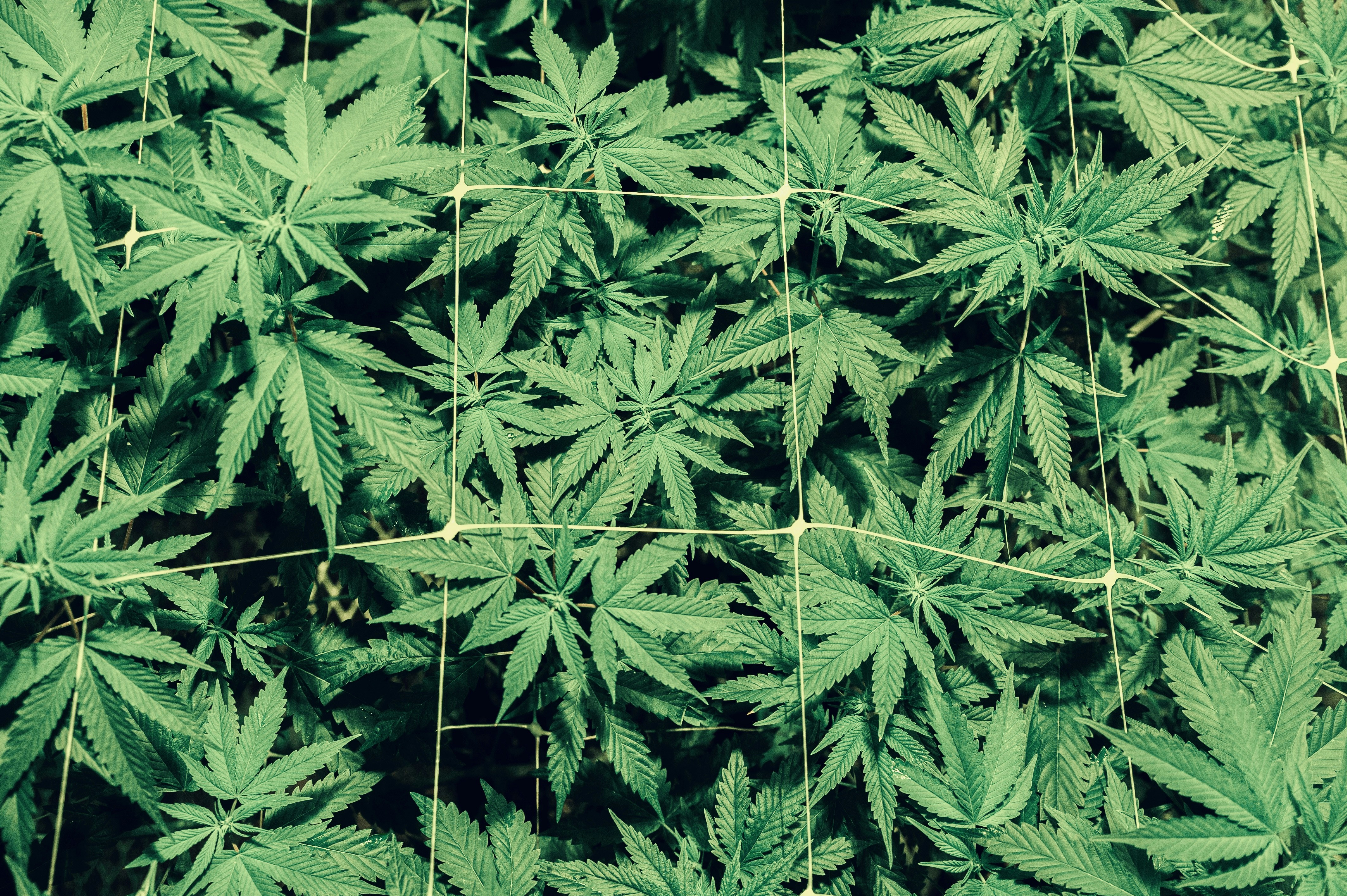 Leaf Lattice: A Close-Up of Cannabis Canopy With Trellis Grid