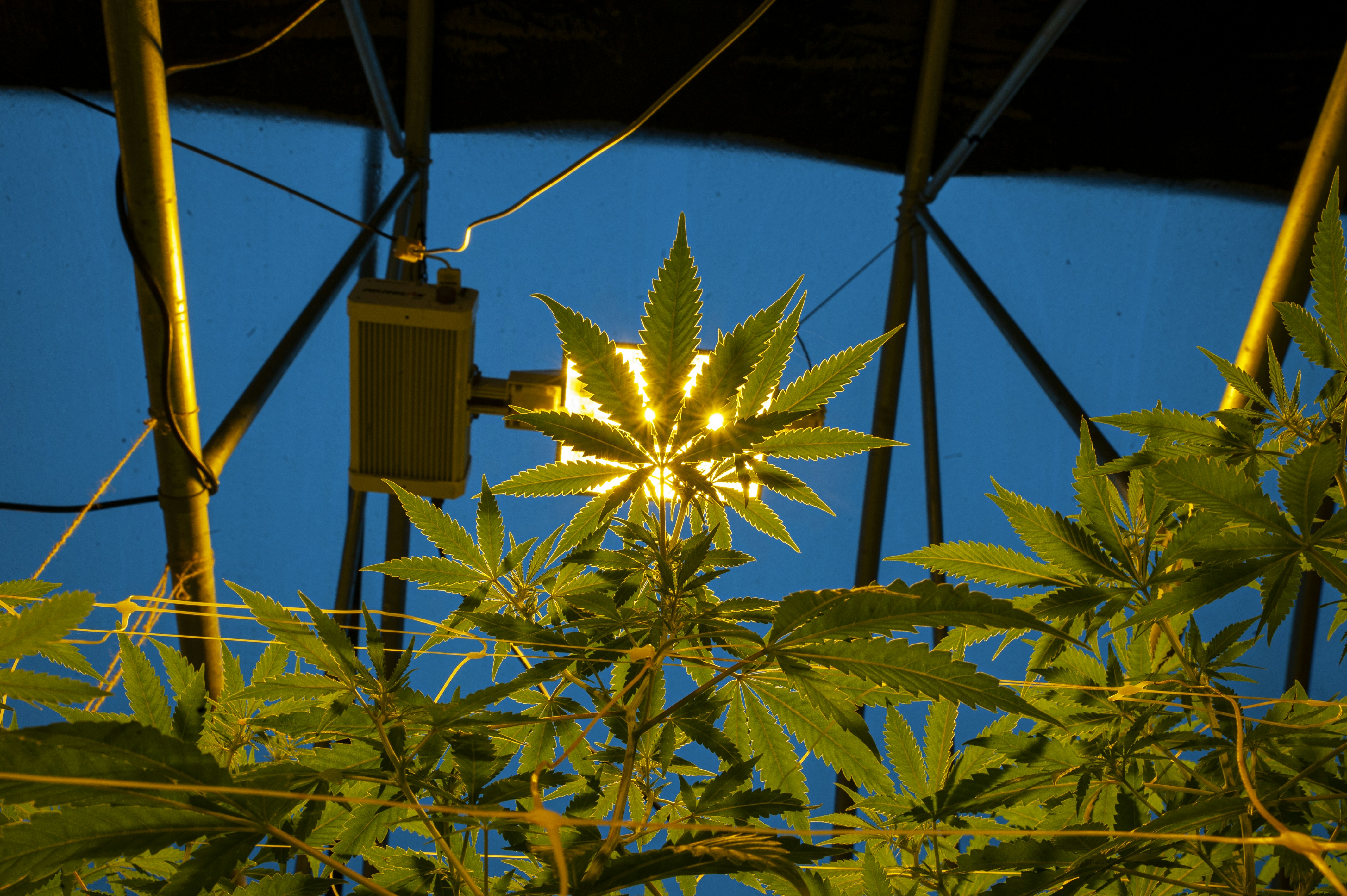 Sunlit Cannabis Leaves Against Industrial Rooftop Framework