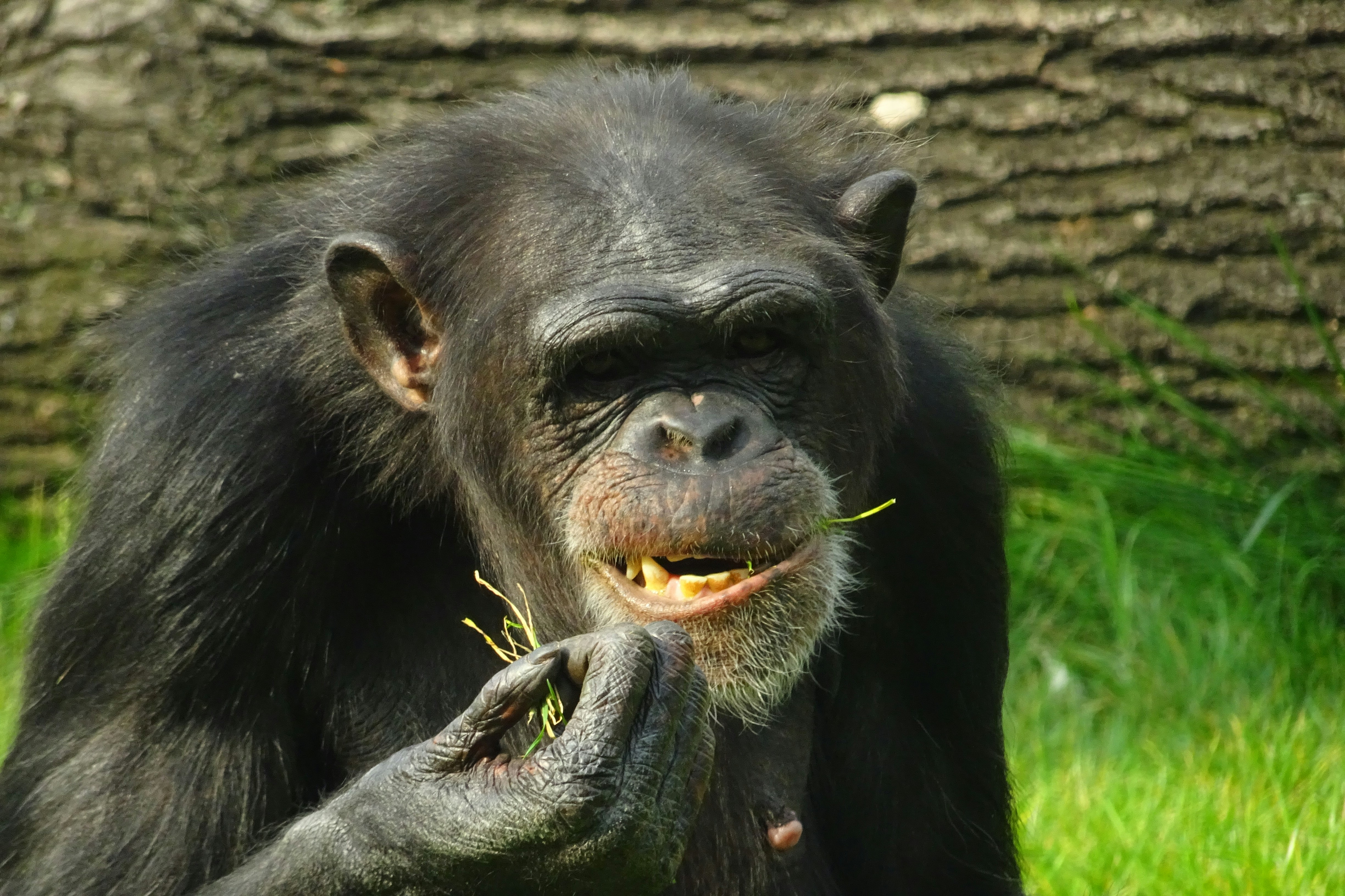 Close-up of a chimpanzee in a sunlit grassy setting, fingers near its mouth as it chews.