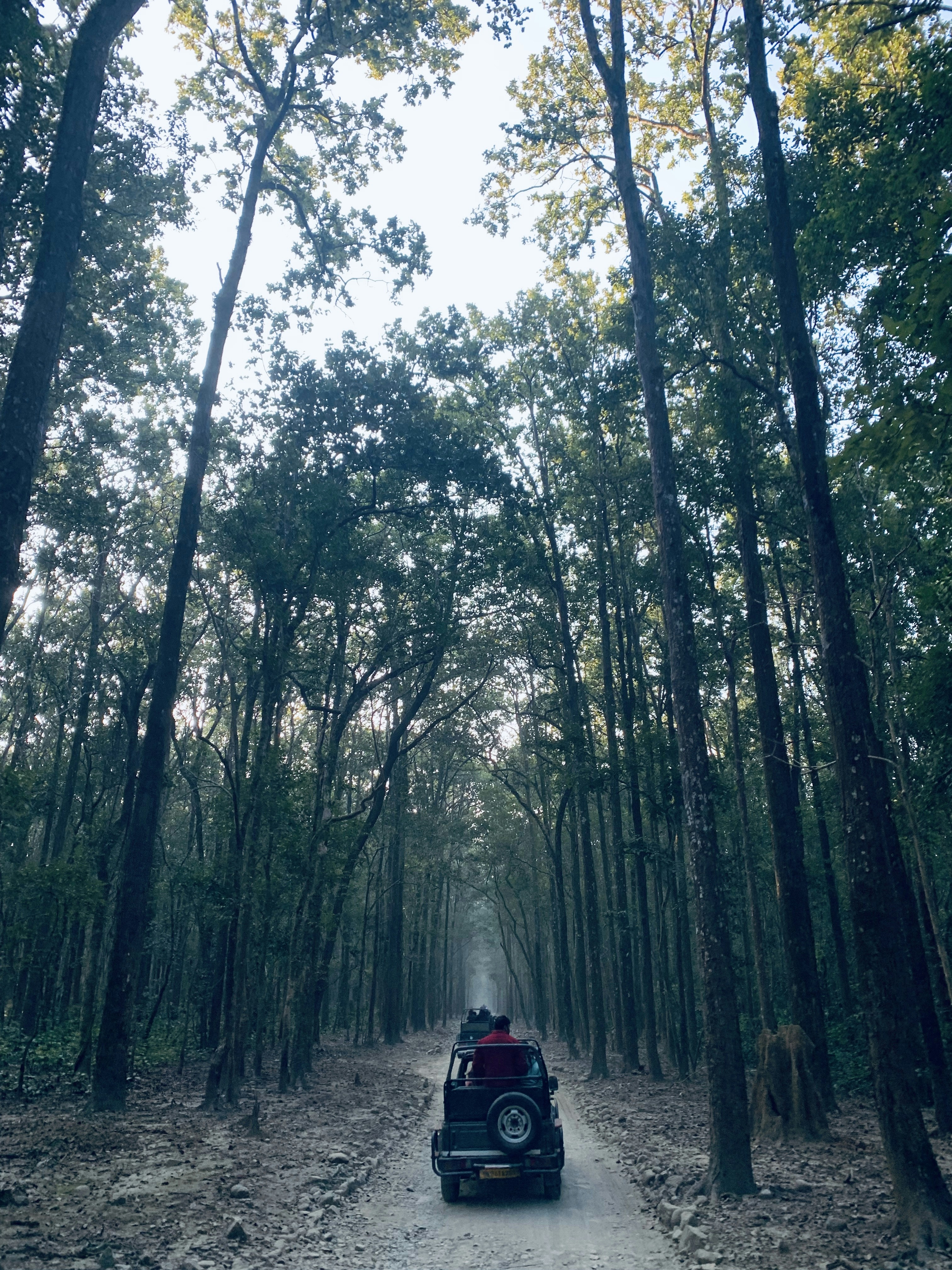 A rugged vehicle navigates a narrow forest path, surrounded by towering trees and dappled sunlight filtering through the leaves.