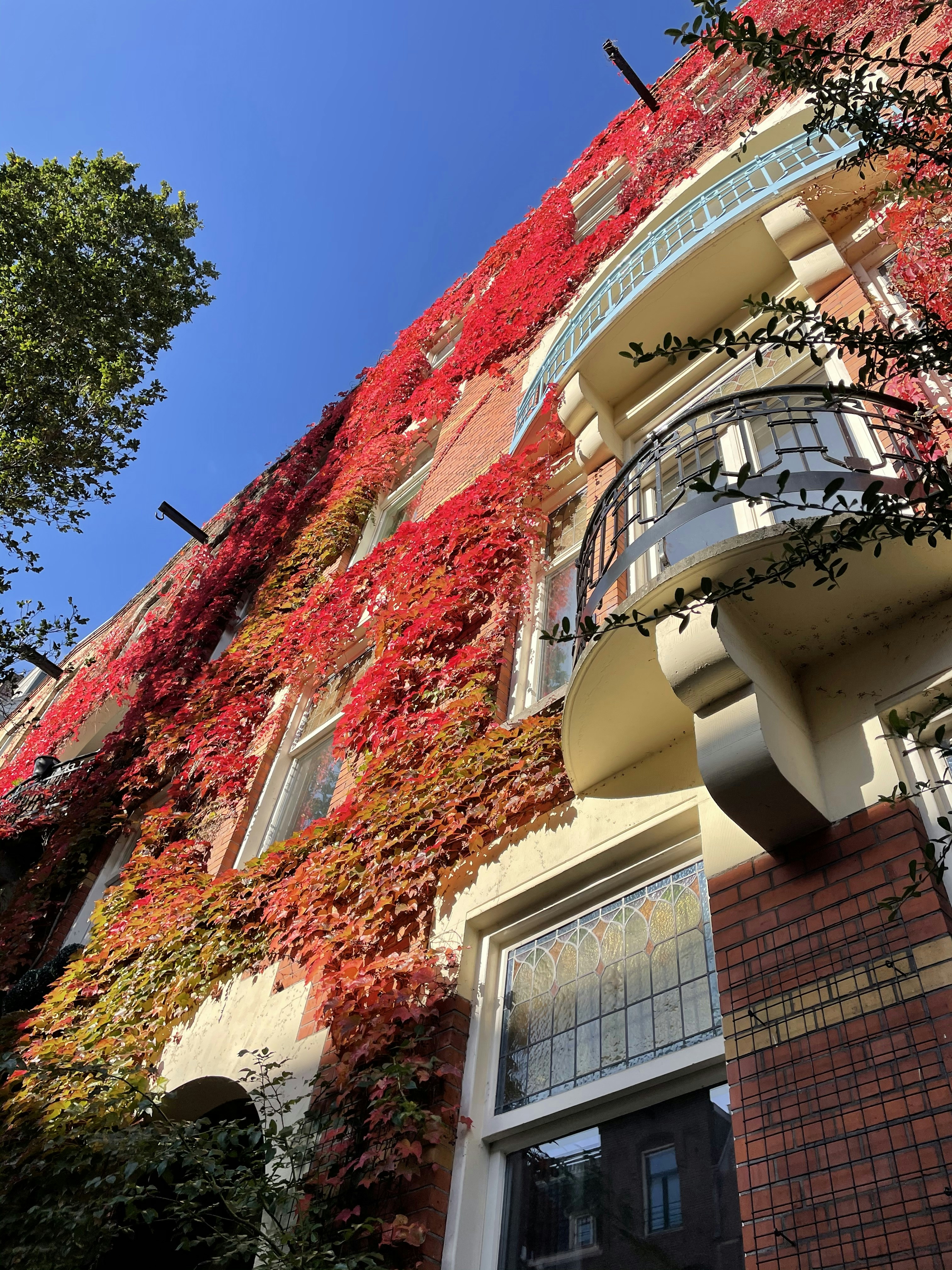 Colorful autumn leaves climb a building under a clear blue sky.