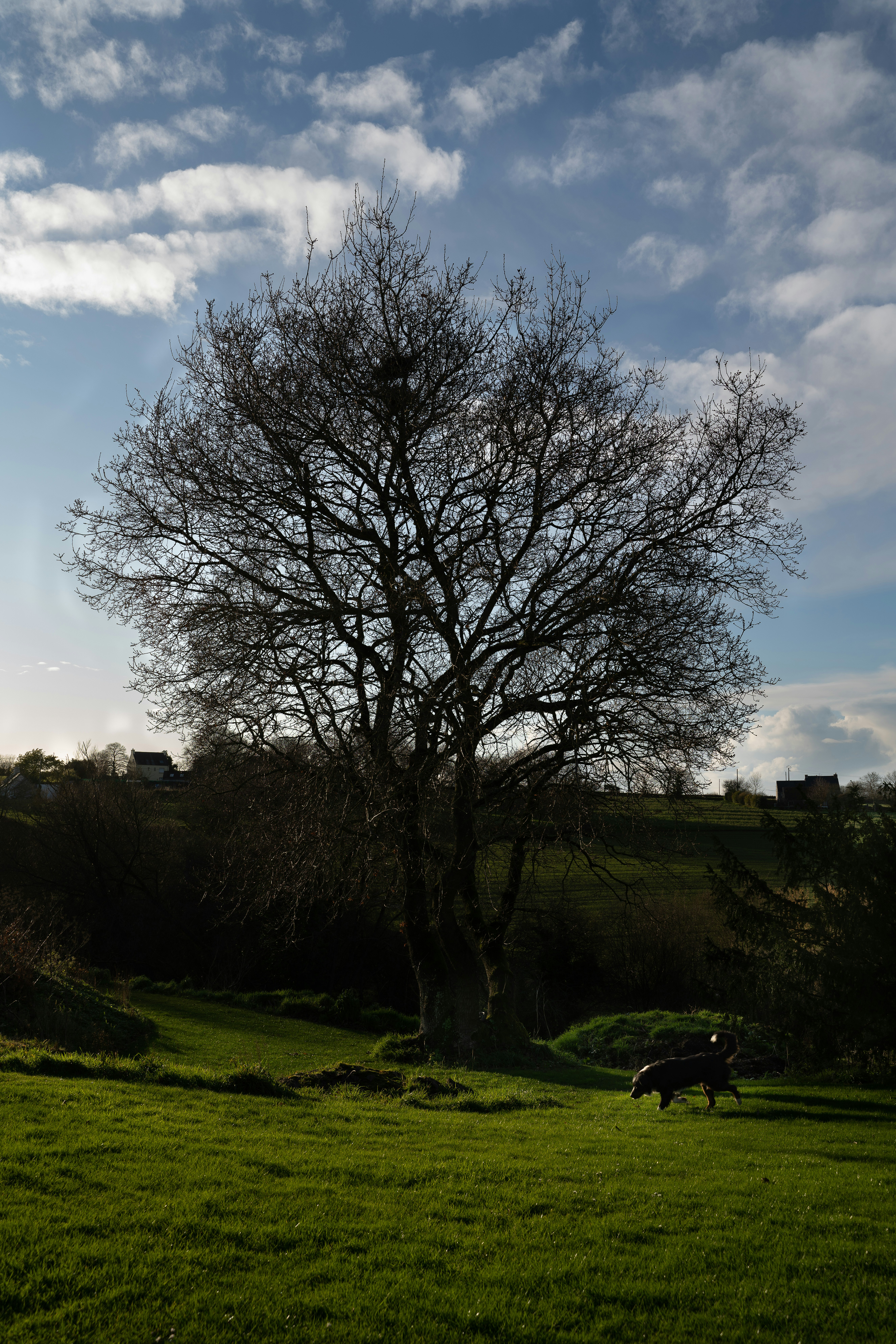 Leafless Umbra: A Lone Orchard Tree Silhouetted Against a Quiet Horizon
