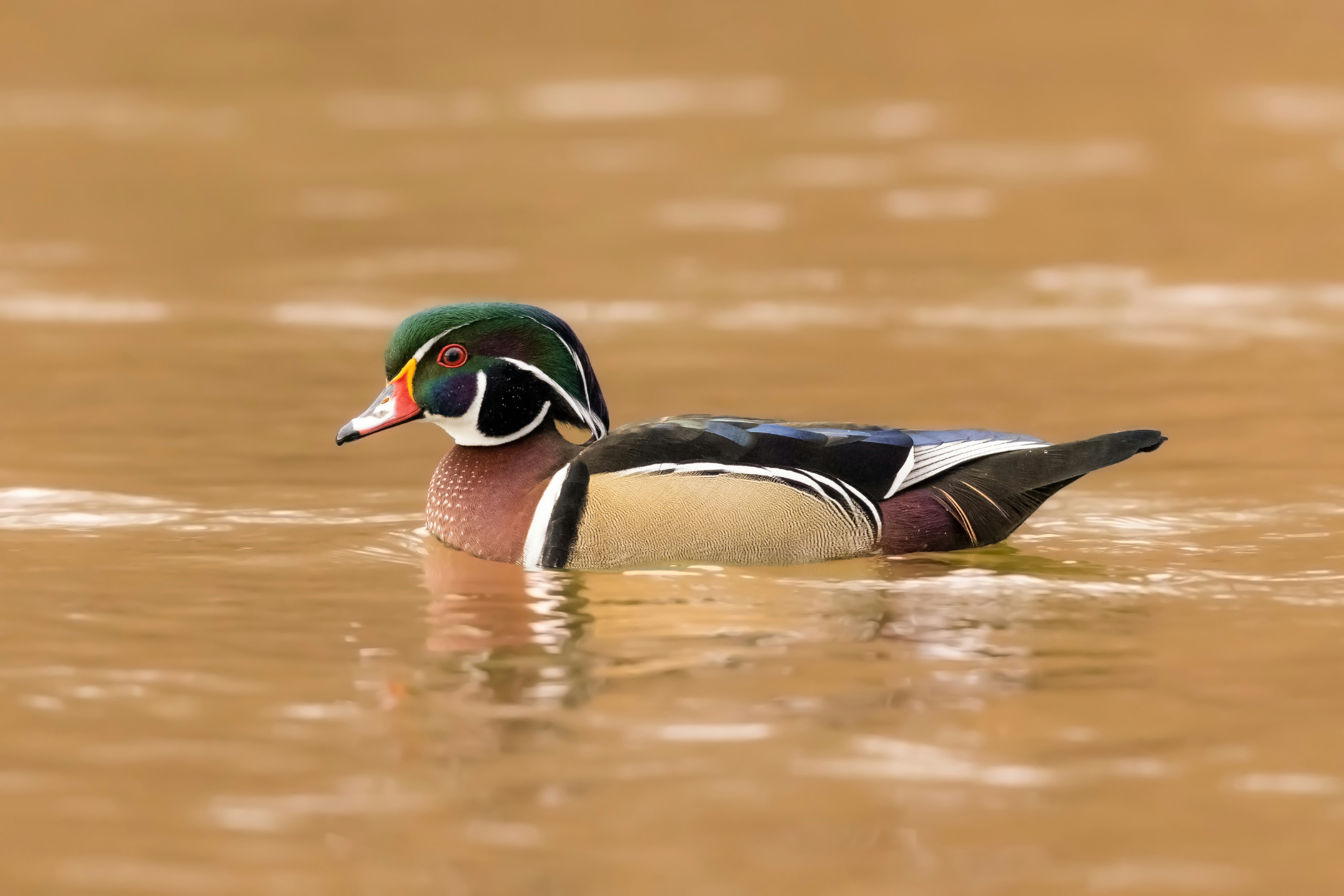 Wood duck in a pond. 