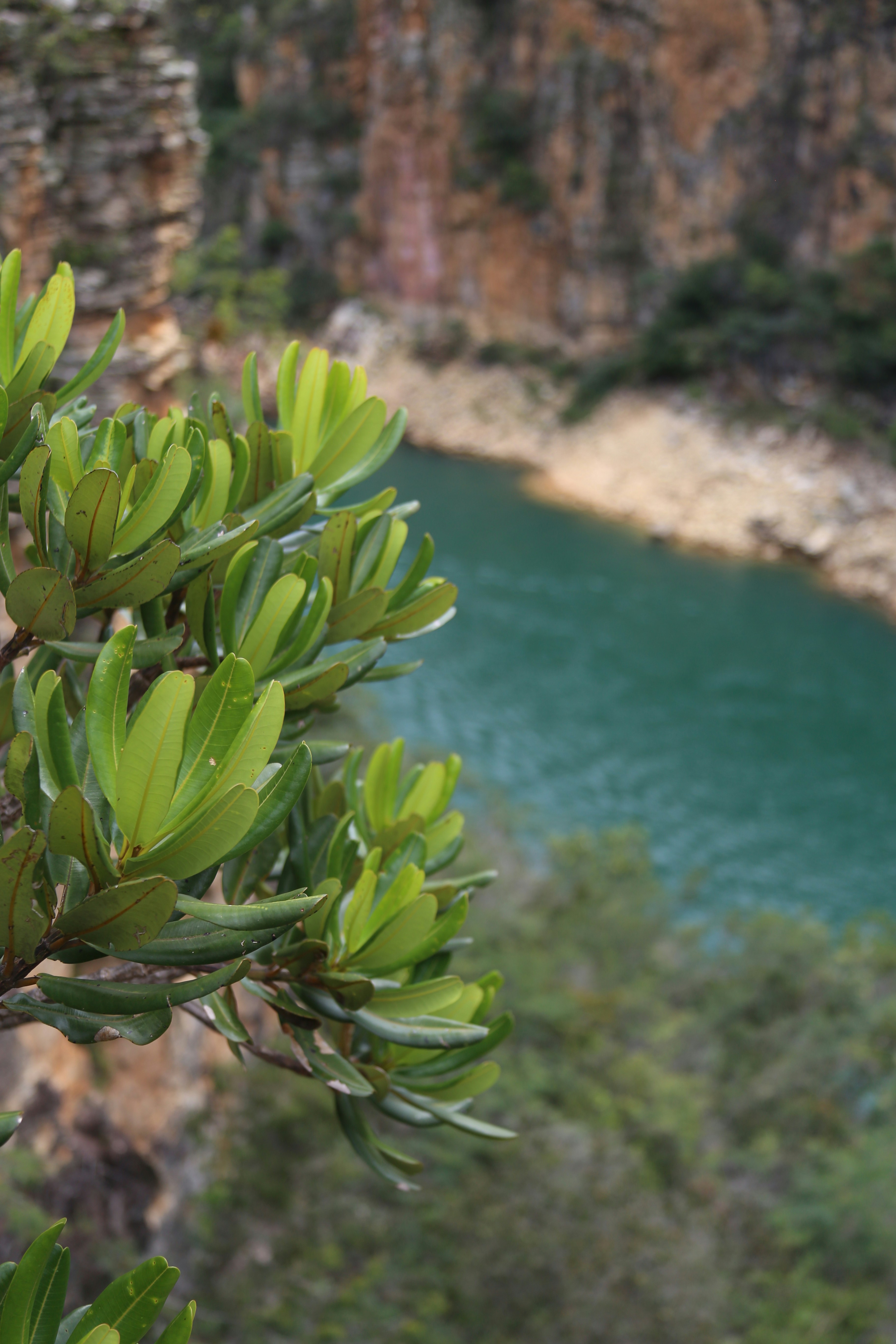 Verdant Frond at the Edge: Close-Up Foliage Framing a Teal Gorge