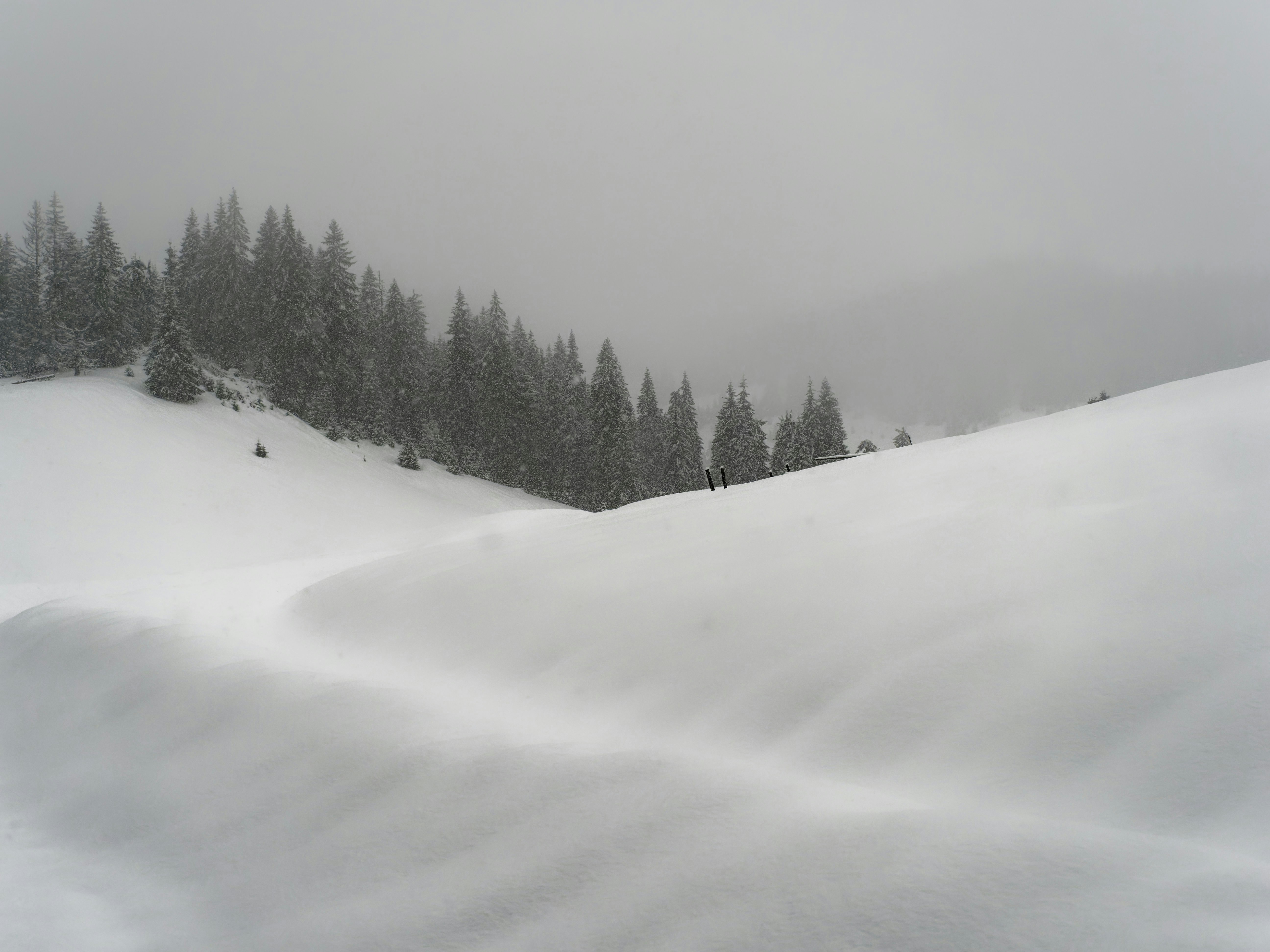 Snow Fall Pictures | Download Free Images on Unsplash