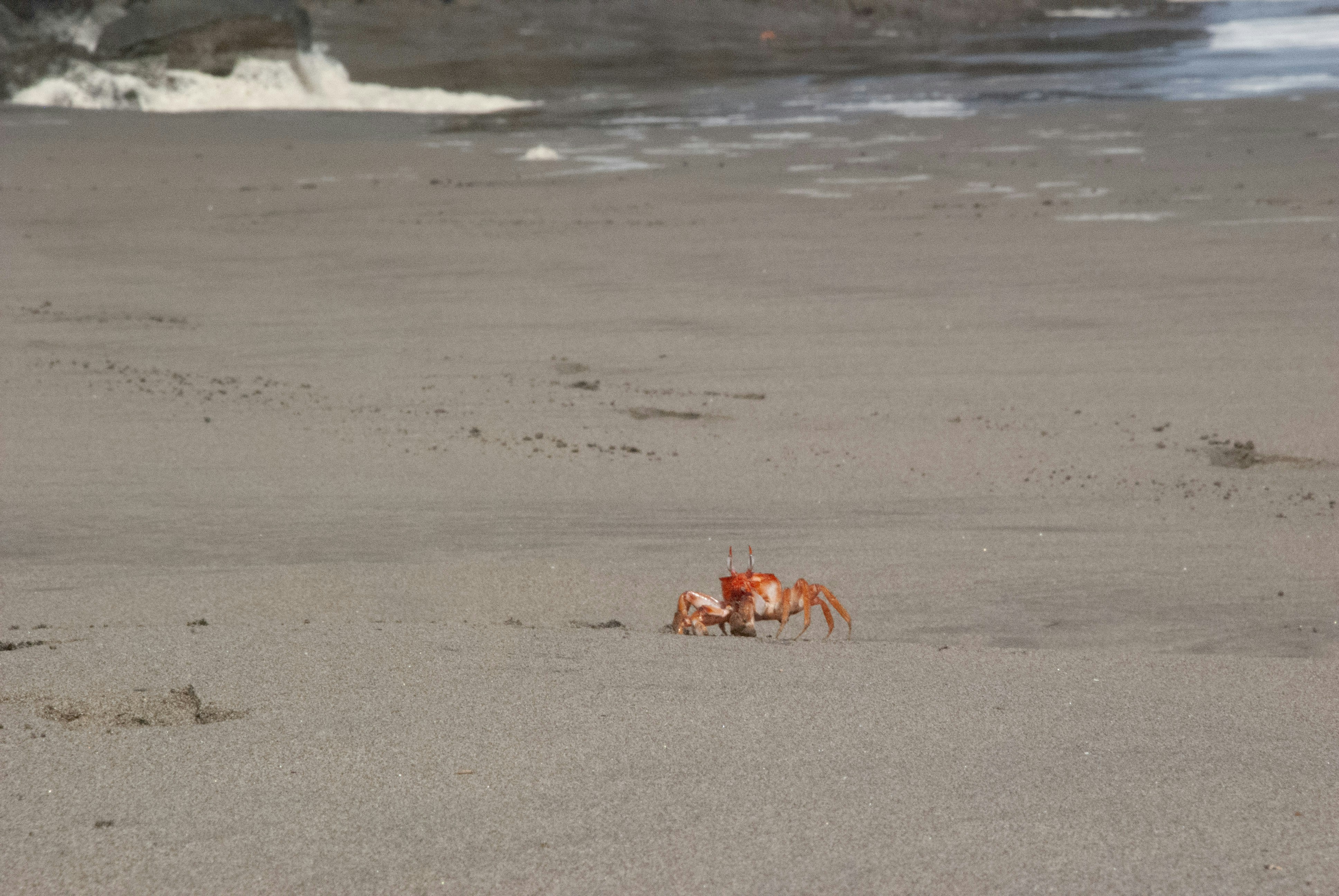 Crimson Crab on a Vast Quiet Shoreline