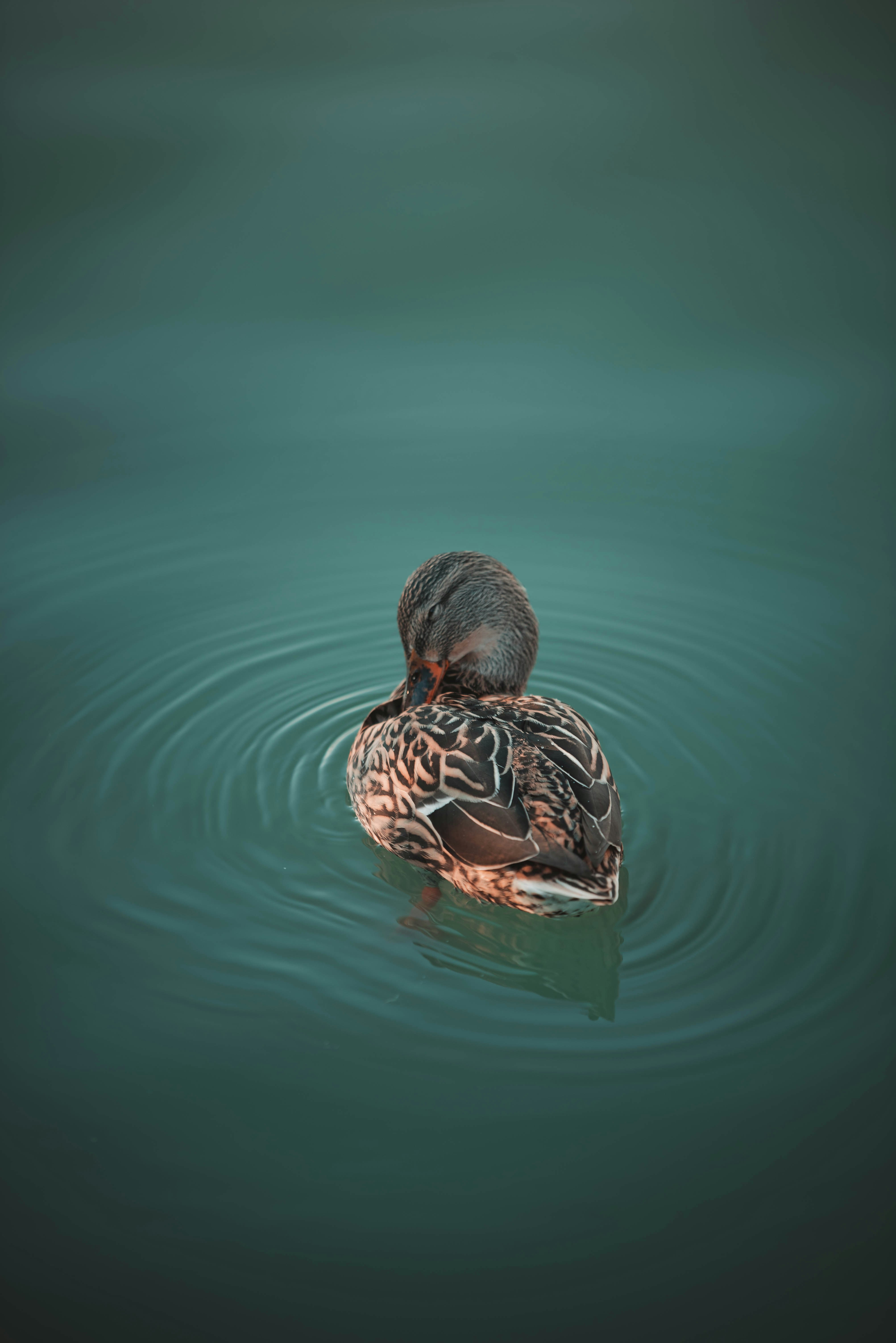 Circles of Quiet: A Mallard Resting in Teal Ripples
