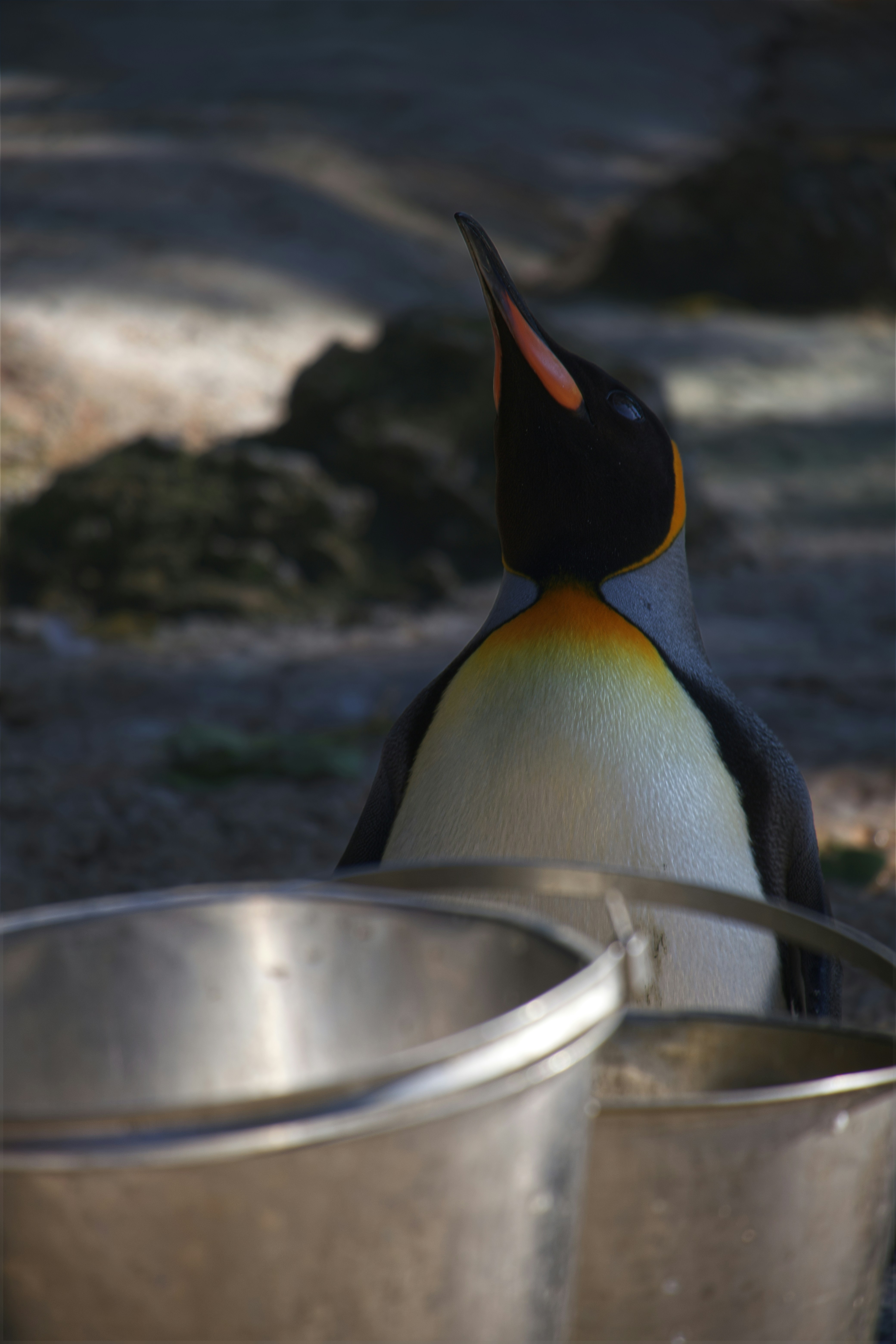King Penguin Beneath Morning Shadows Beside Stainless Bowls