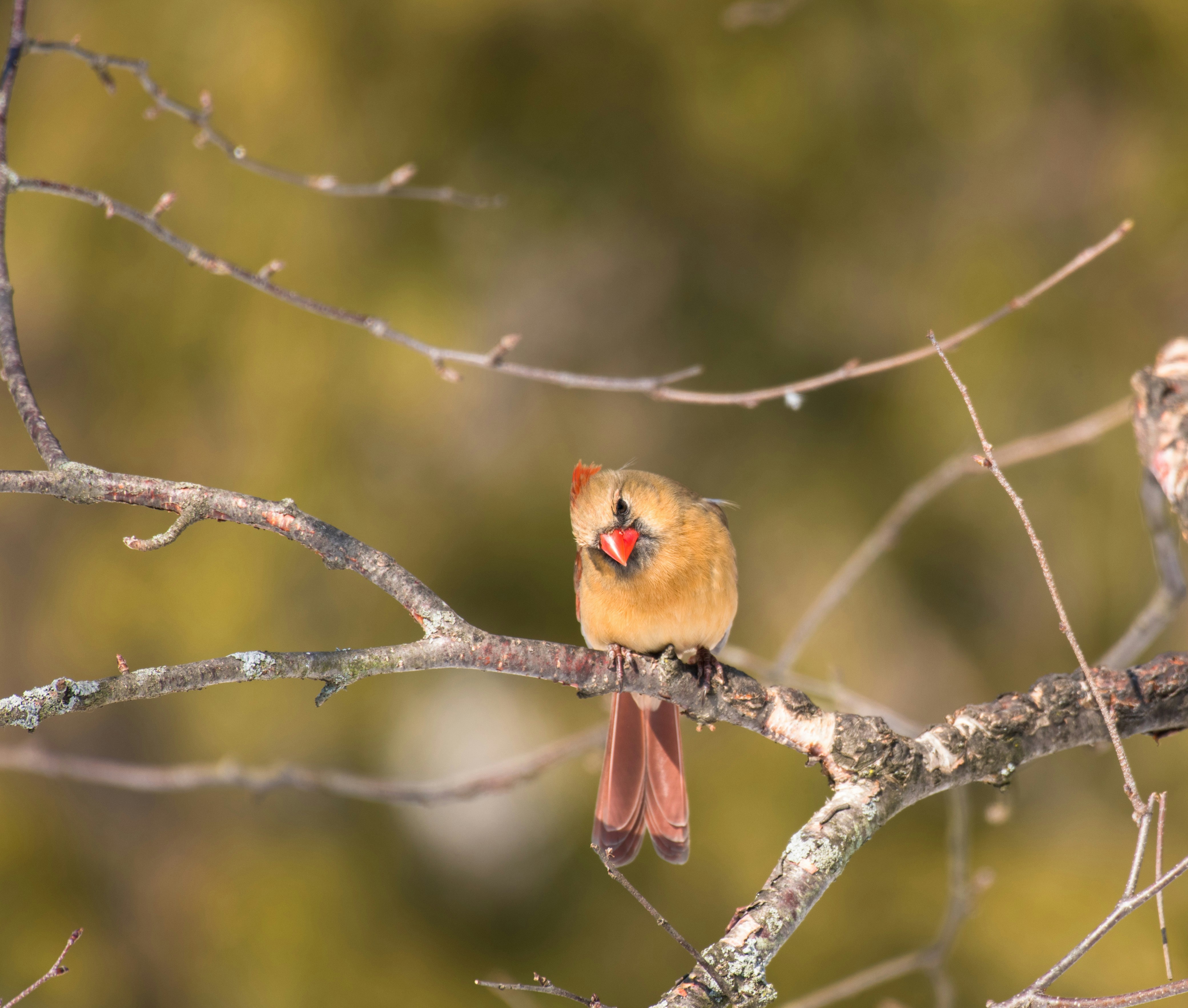 Un petit oiseau assis sur la branche d’un arbre photo – Image gratuite ...