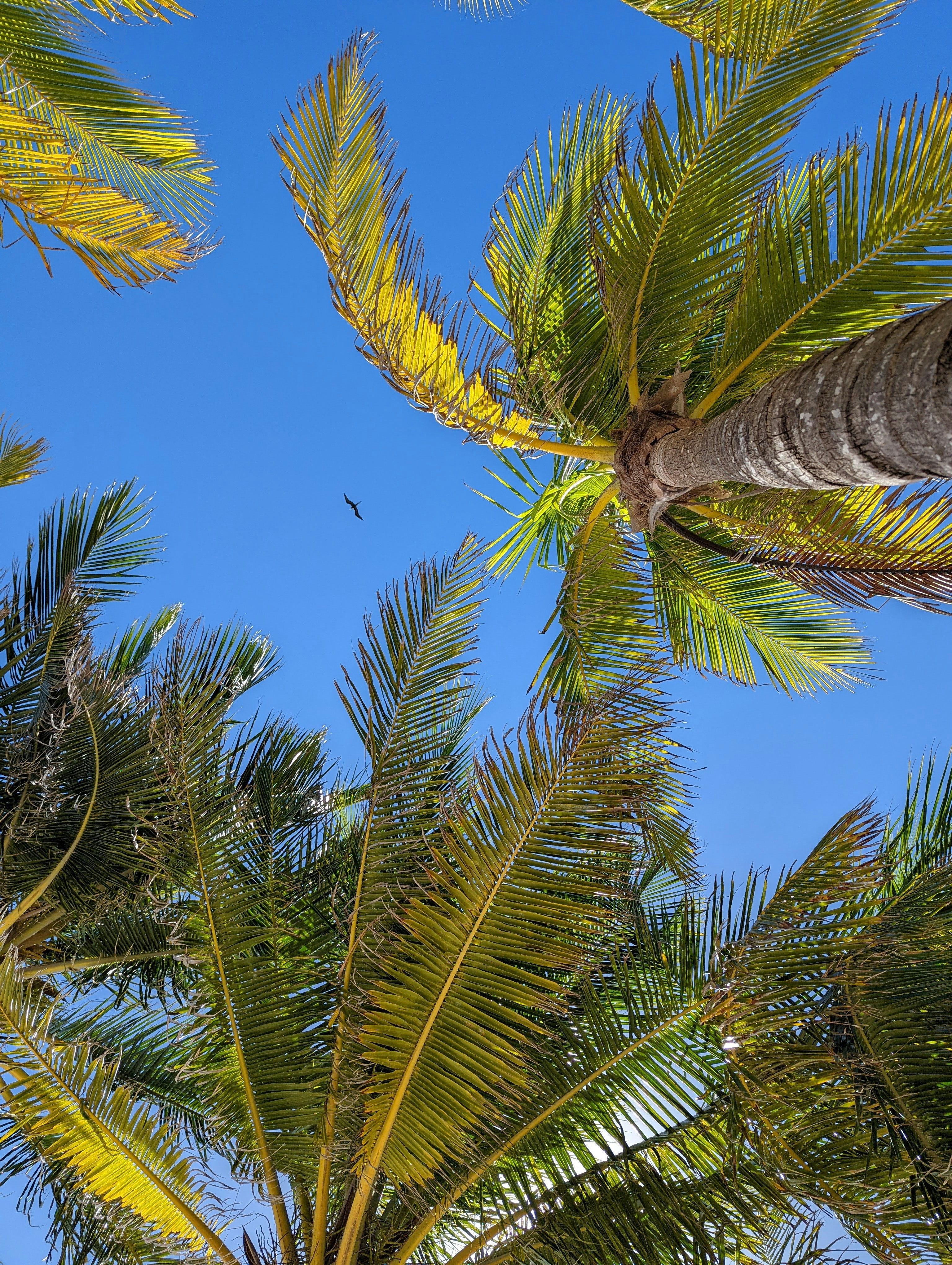Lush palm fronds arching against a clear blue sky, creating a natural canopy. A distant bird adds a touch of life to the serene scene.