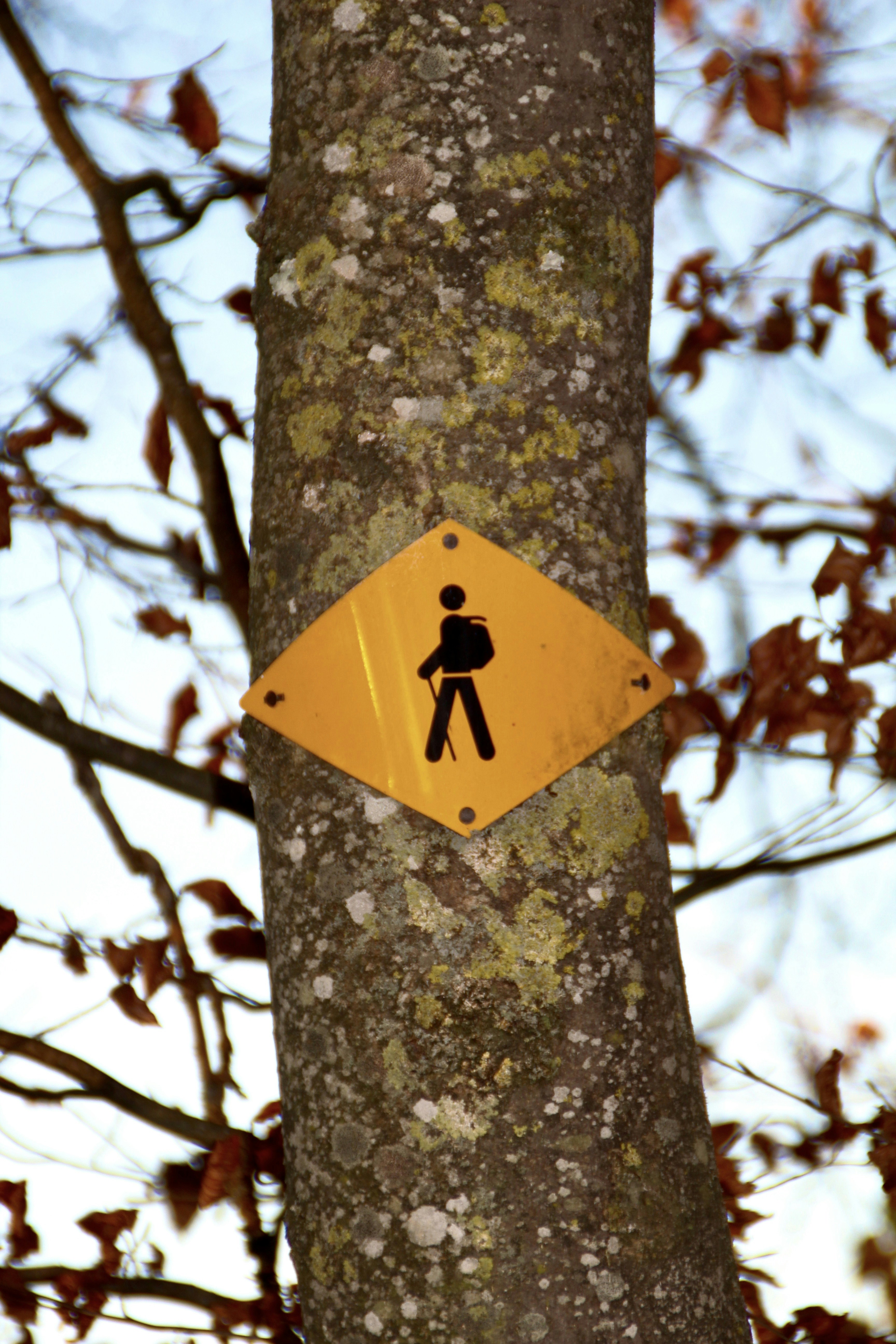 A yellow pedestrian crossing sign on a tree photo – Free Jura Image on ...