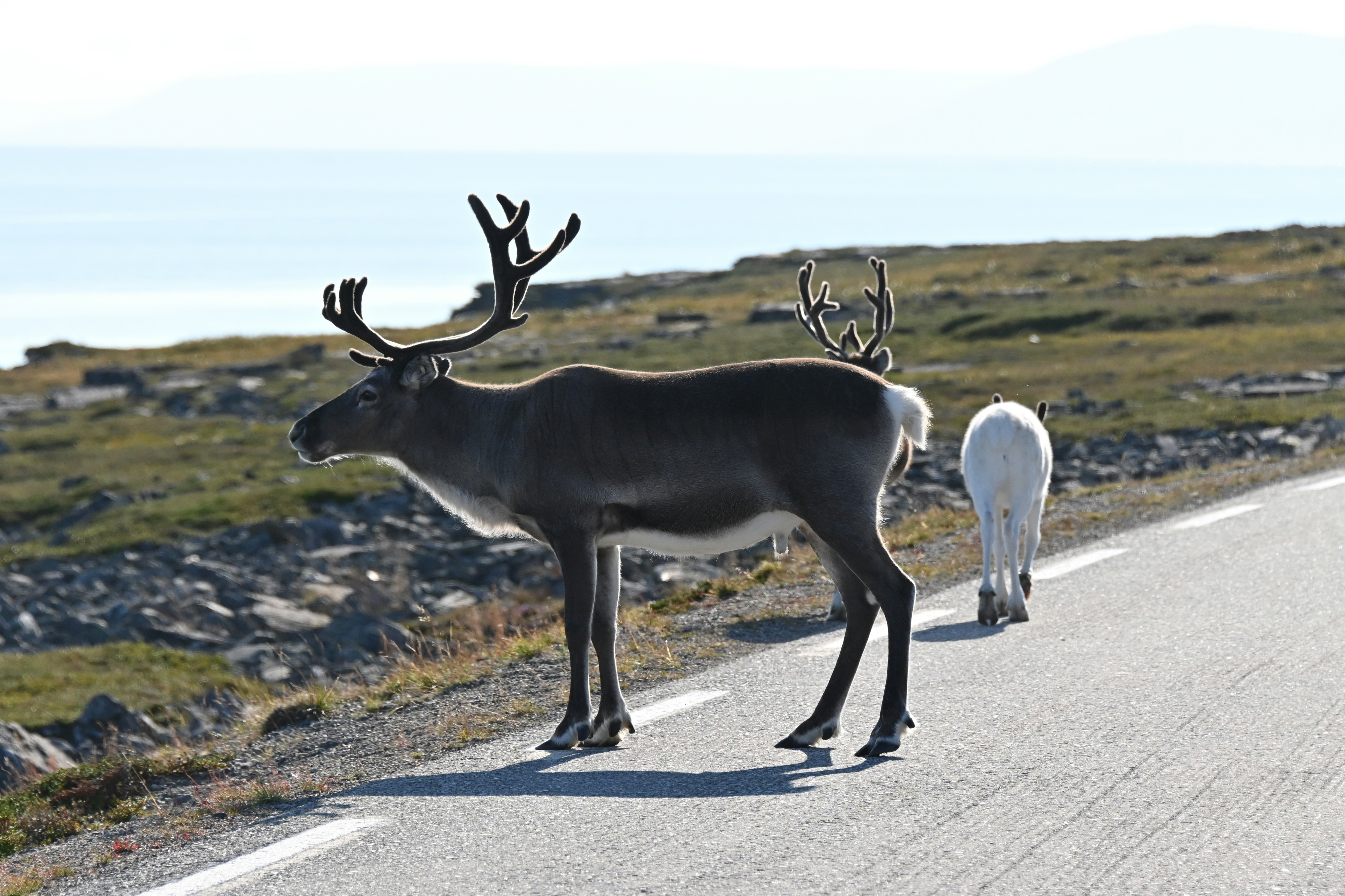 a couple of deer standing on the side of a road