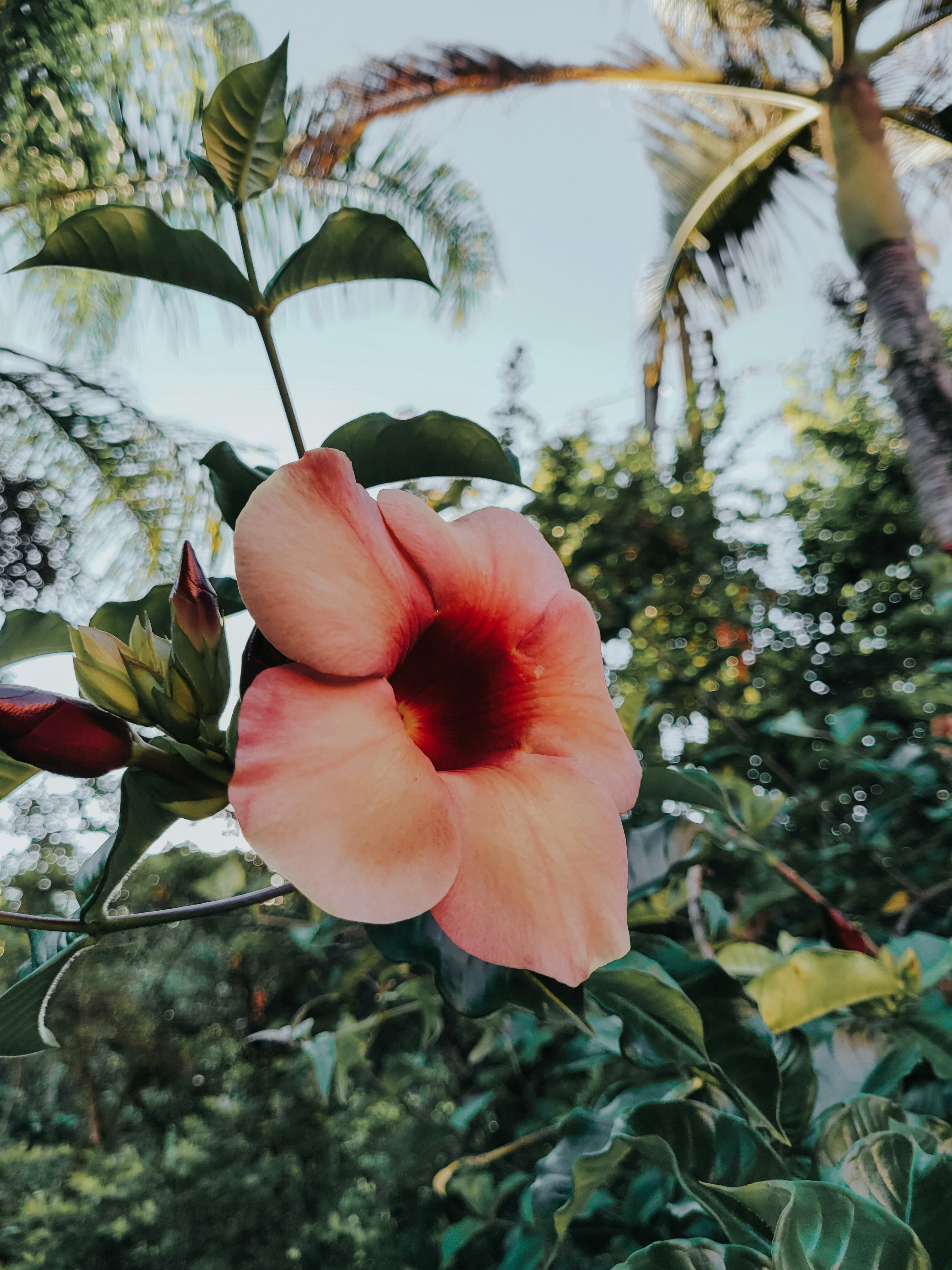 Blush Hibiscus in Morning Tropical Light