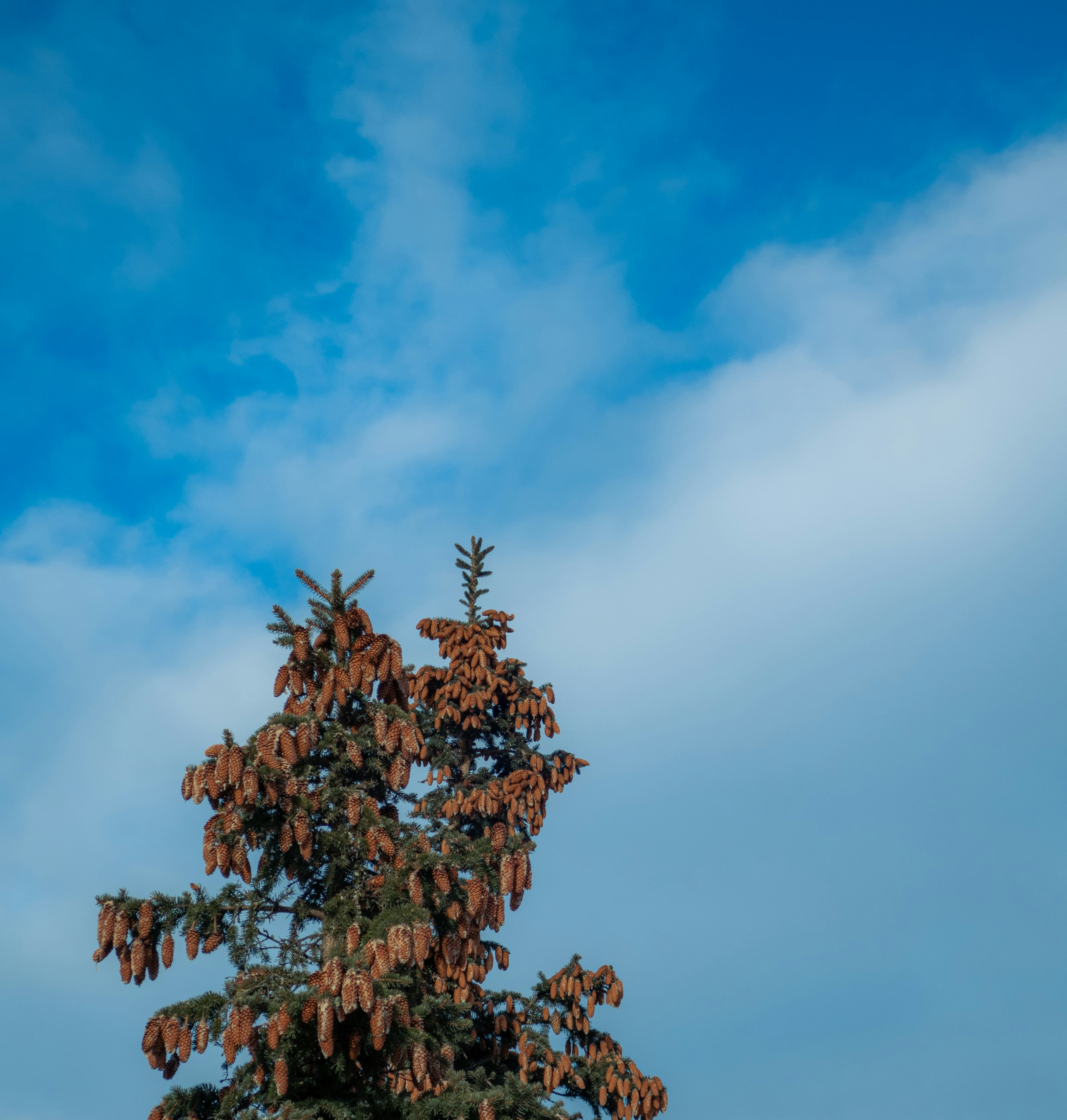 Brown-Tipped Pine Crown Reaches Toward Cerulean Sky
