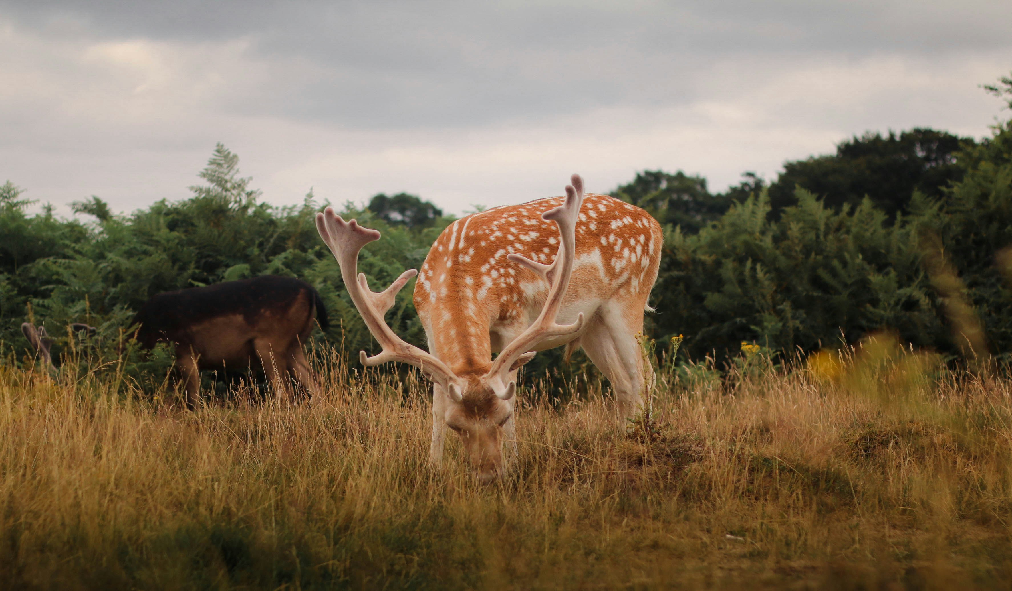 Antlered Youth in an Amber Field