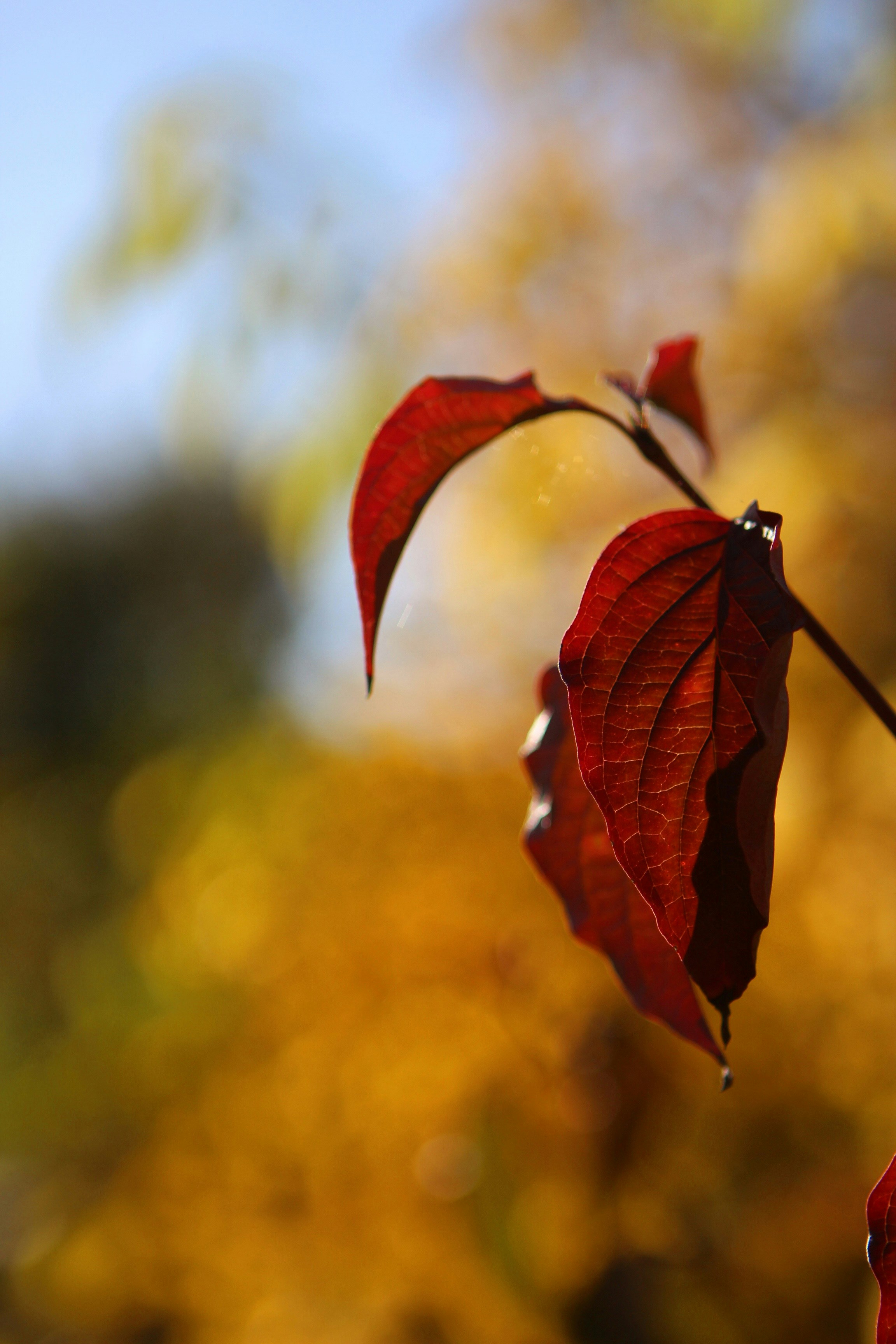 Vibrant red leaves stand out against a blurred backdrop of golden foliage, highlighting the beauty of autumn's transition.