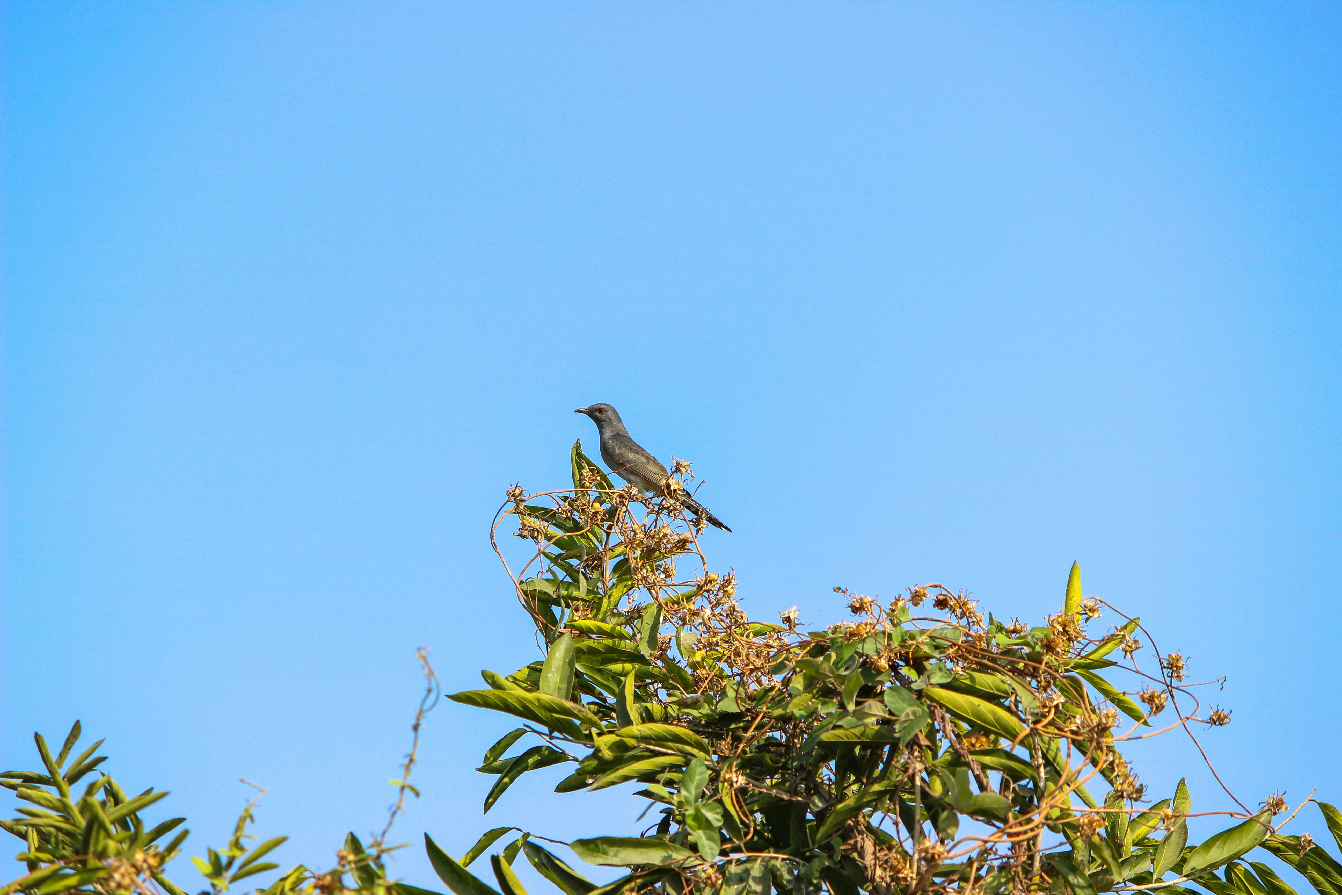 A solitary bird perched atop a lush green shrub against a clear blue sky.