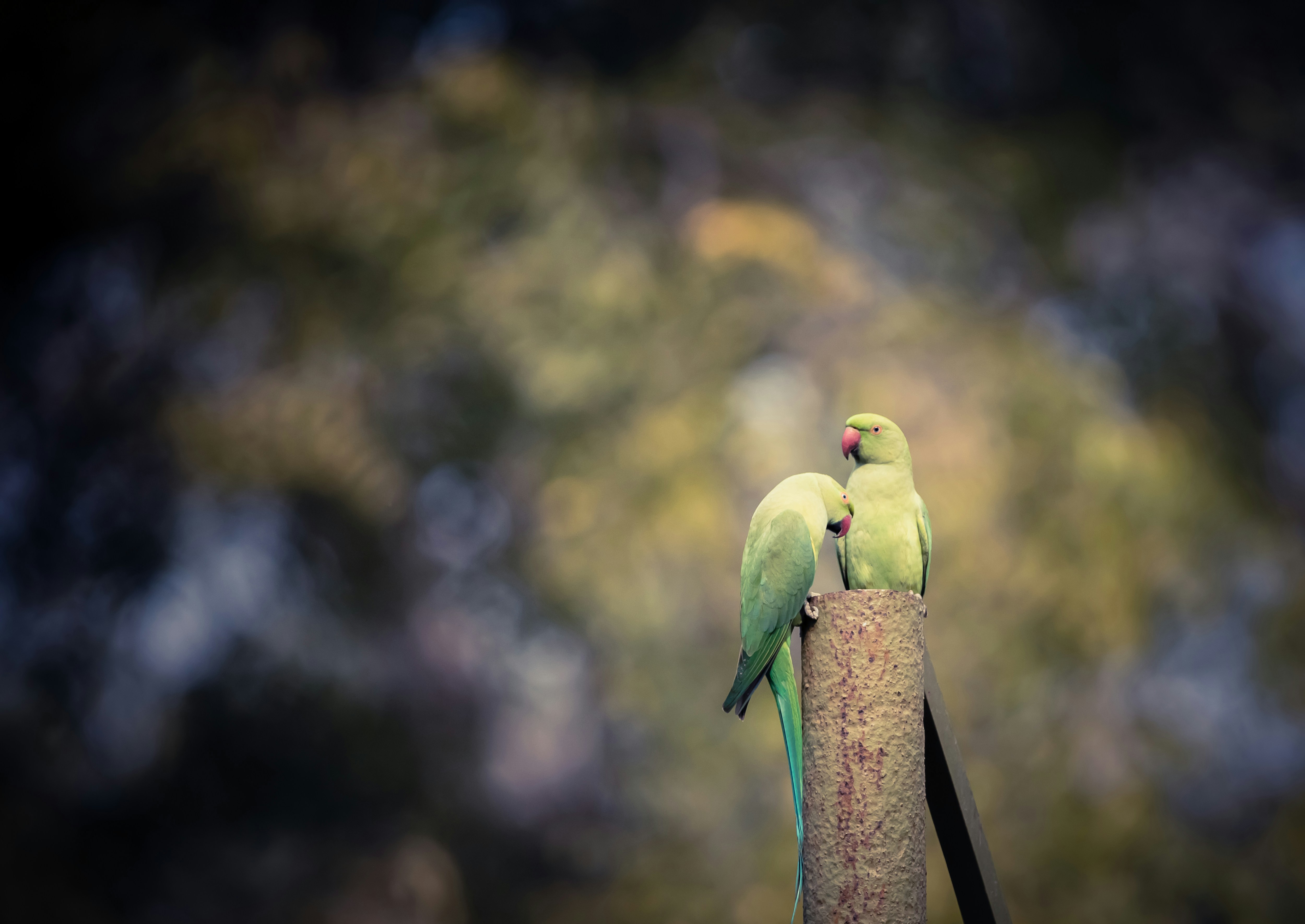 Emerald Parrots on a Weathered Post, Framed by Leafy Bokeh