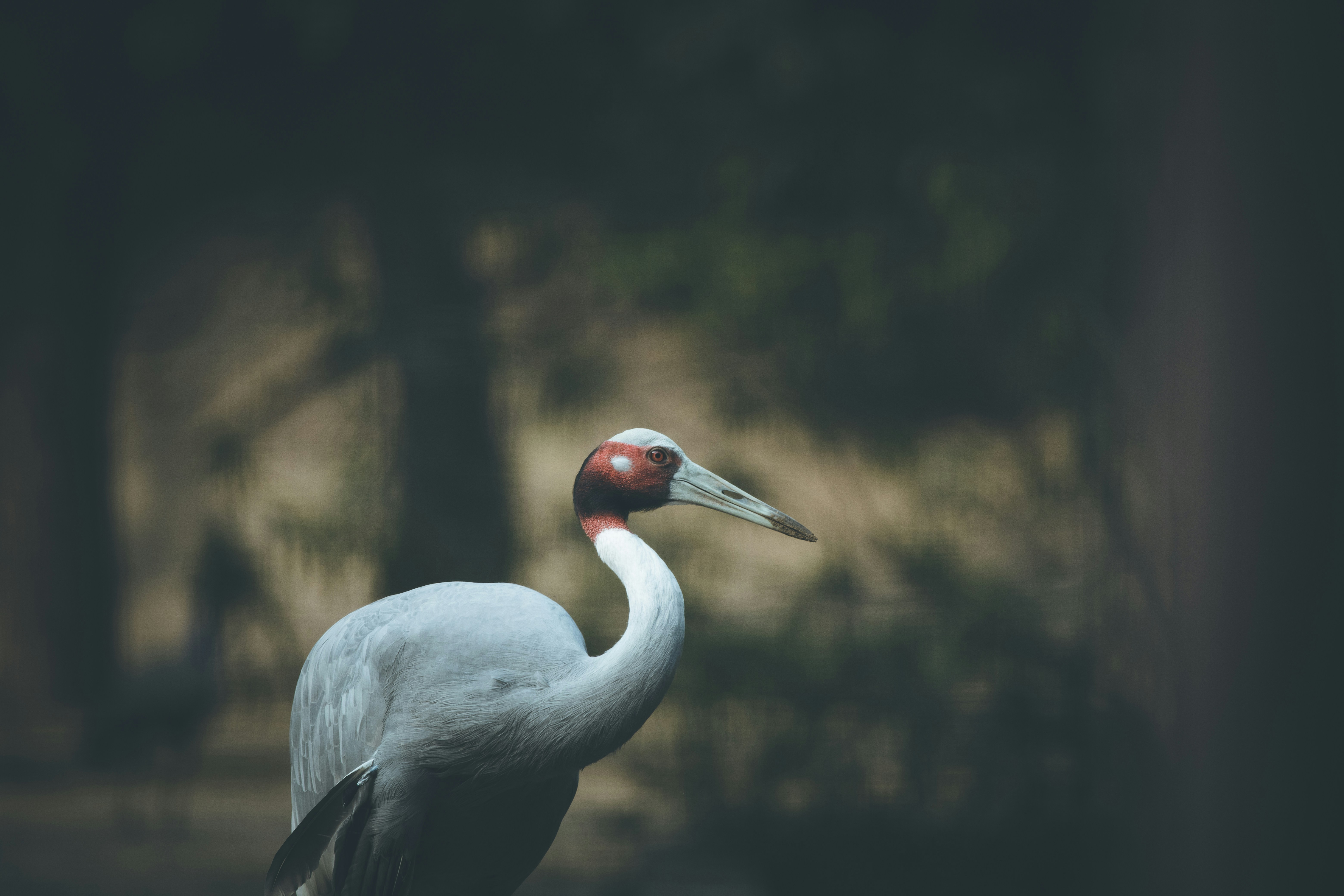Elegance in Stillness: The Crane's Poise