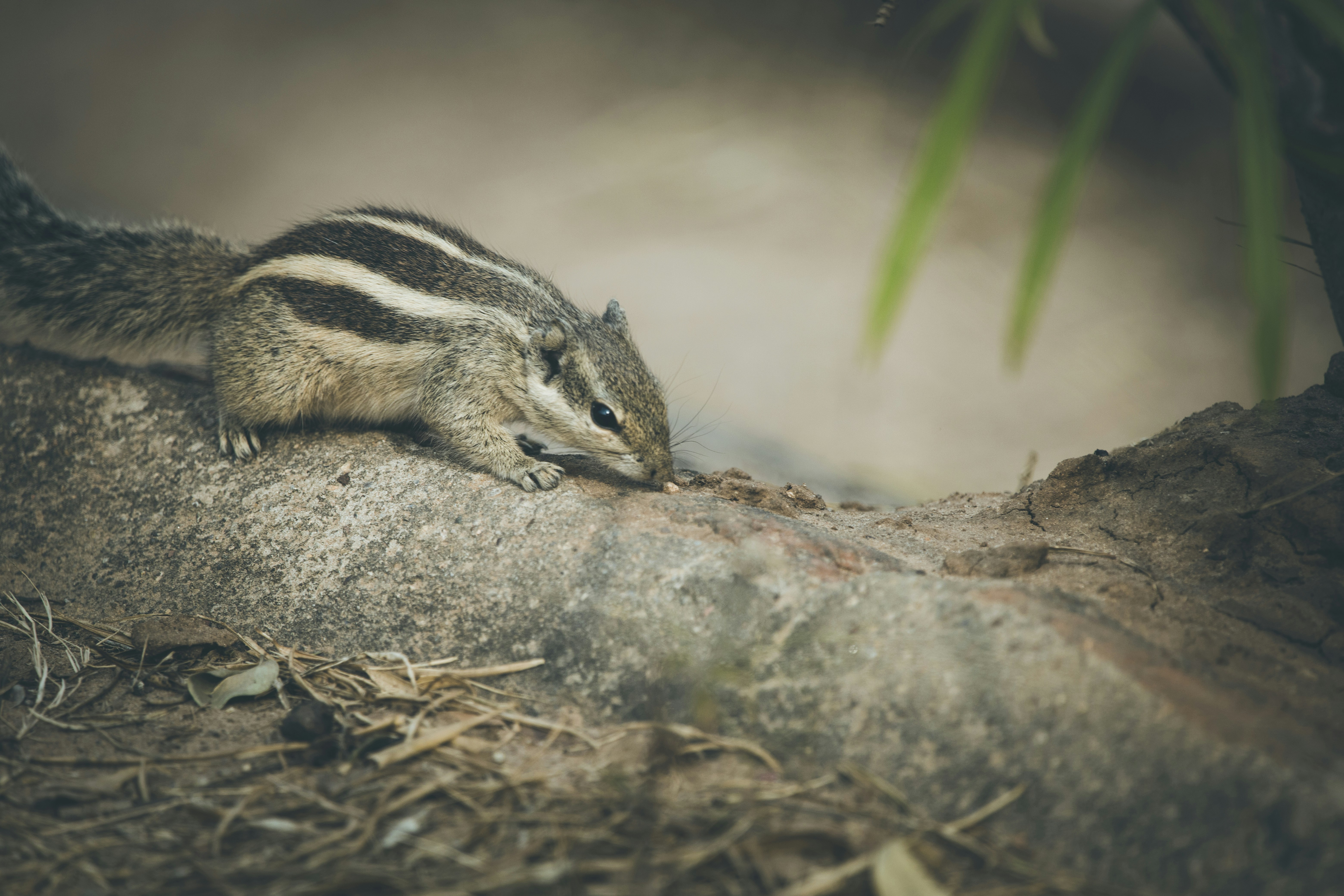 Whispering Forager: Chipmunk on a Weathered Log in Quiet Dappled Light