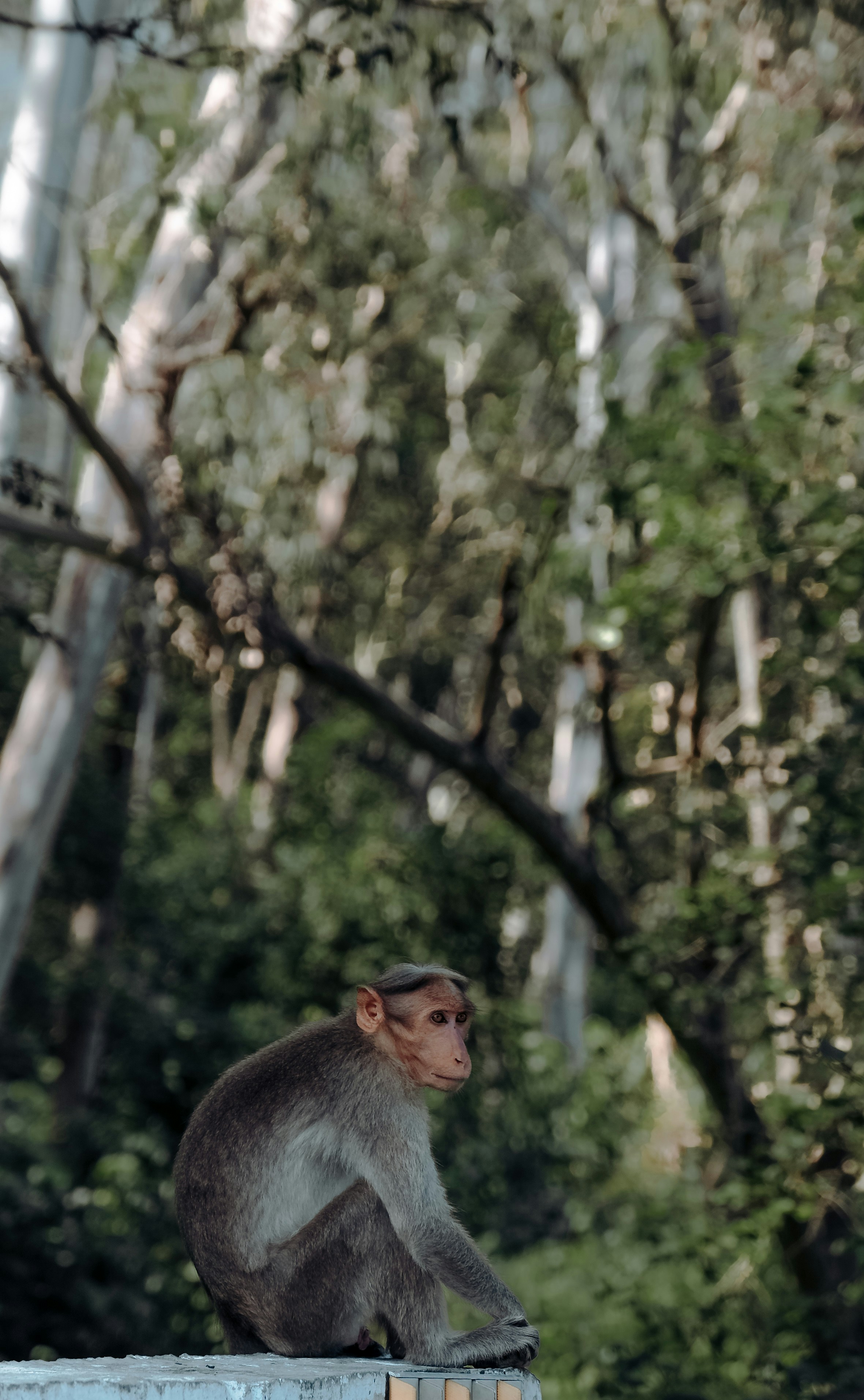 a monkey that is sitting on a fence