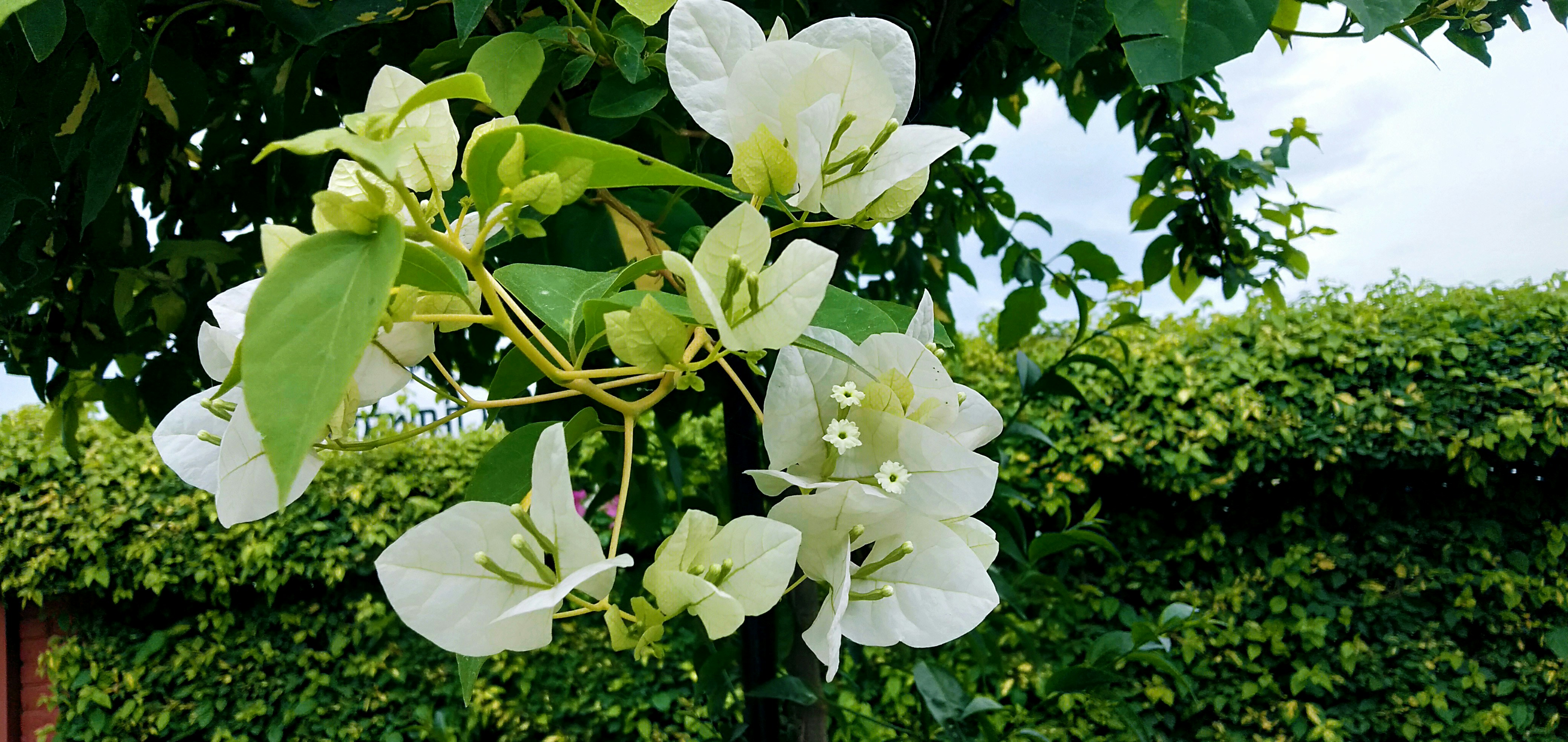 Close-up of white blossoms on a slender branch against a dense green hedge, highlighting garden detail. A daytime photograph capturing delicate petals and leafy contrast.