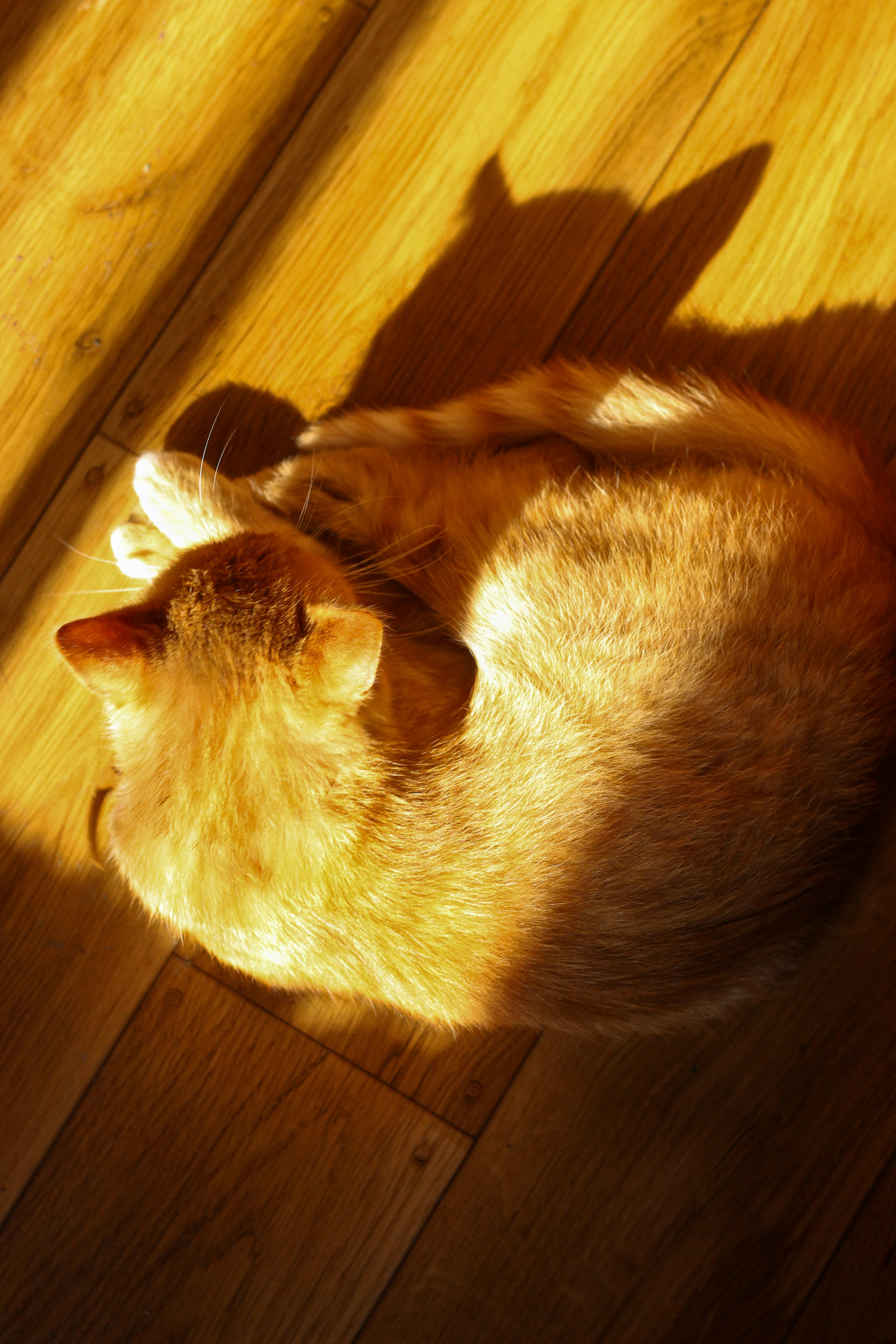 Cat sleeping on the floor