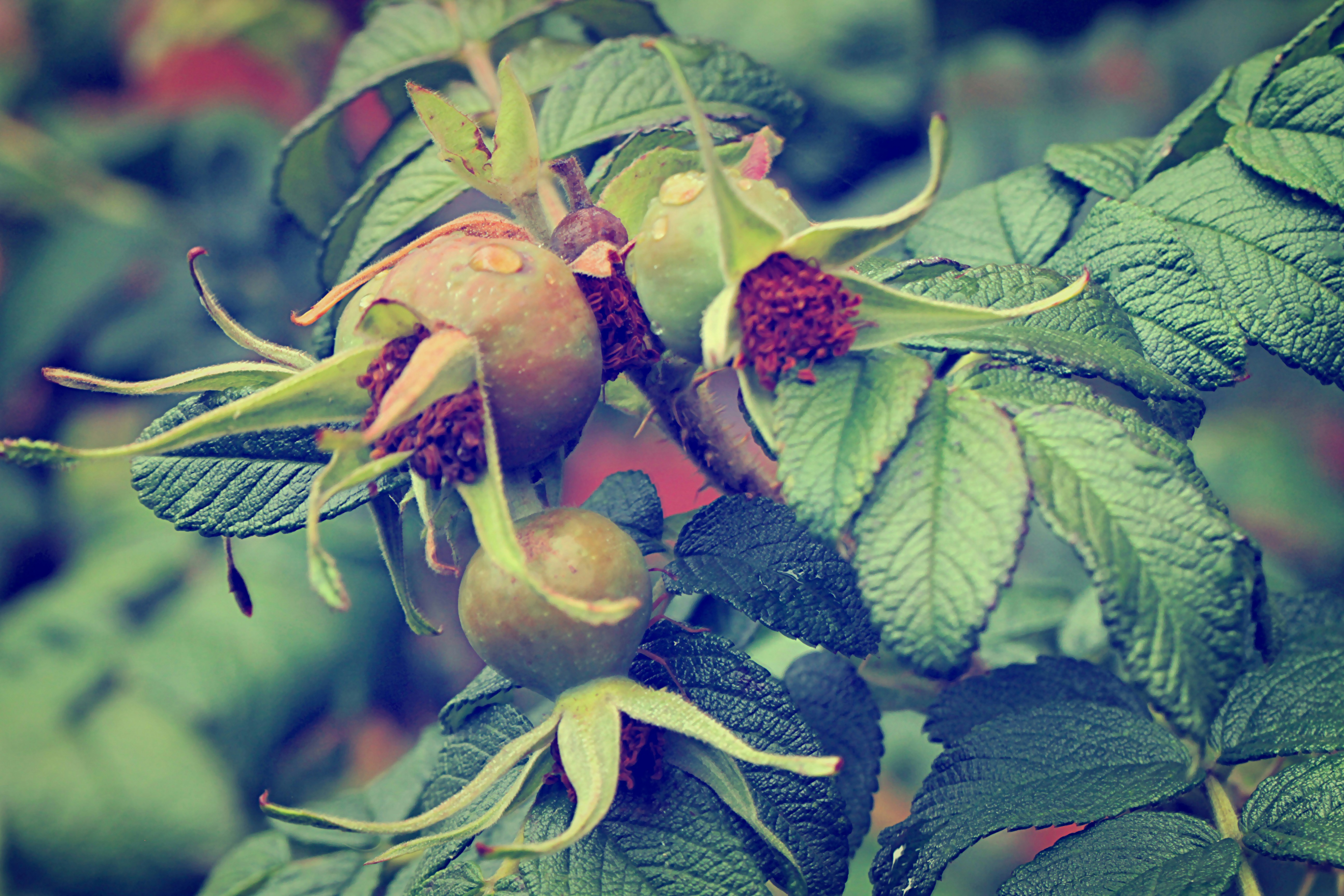 a bunch of fruit that are on a tree