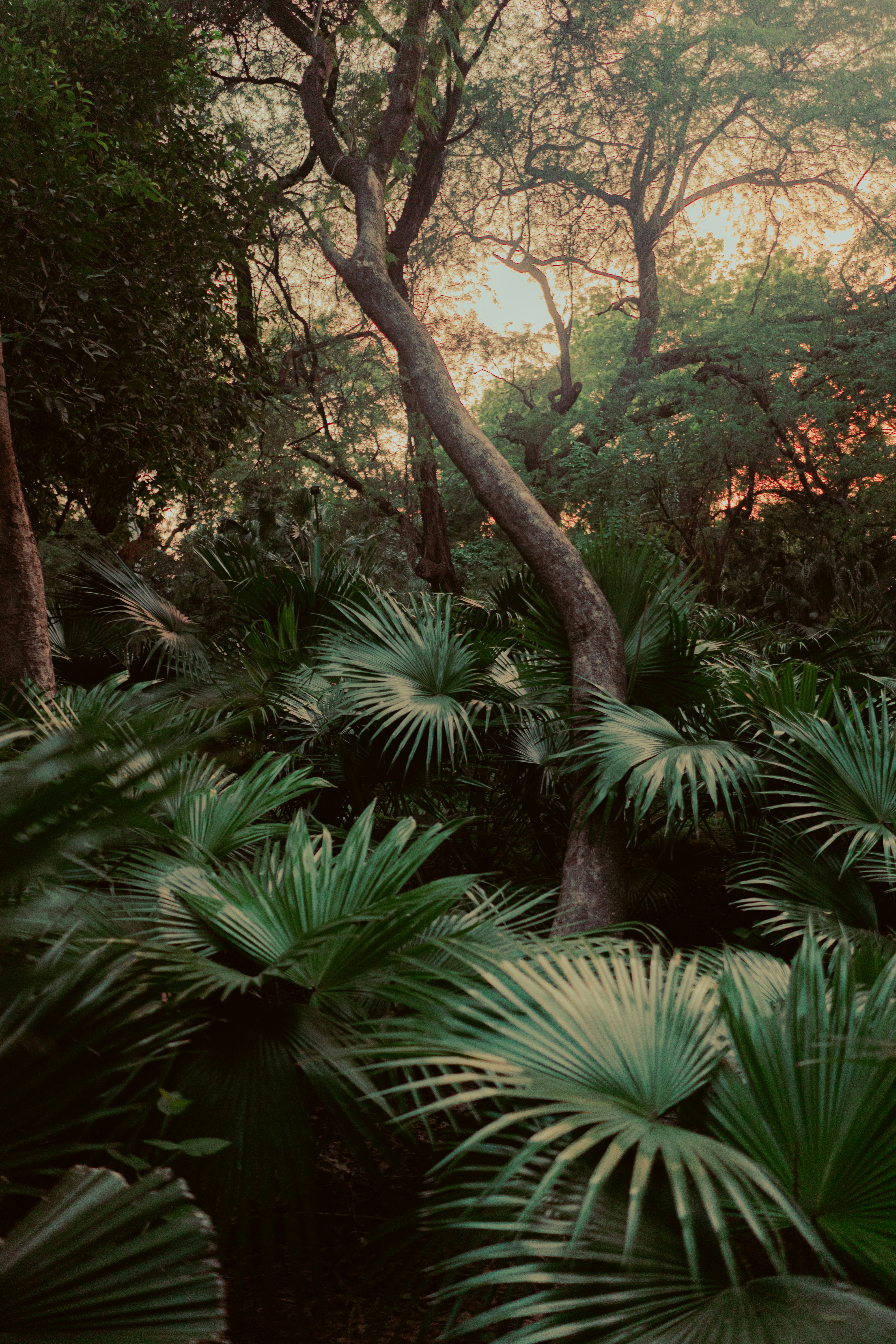 Diagonal Trunk Through a Palm Canopy at Dusk