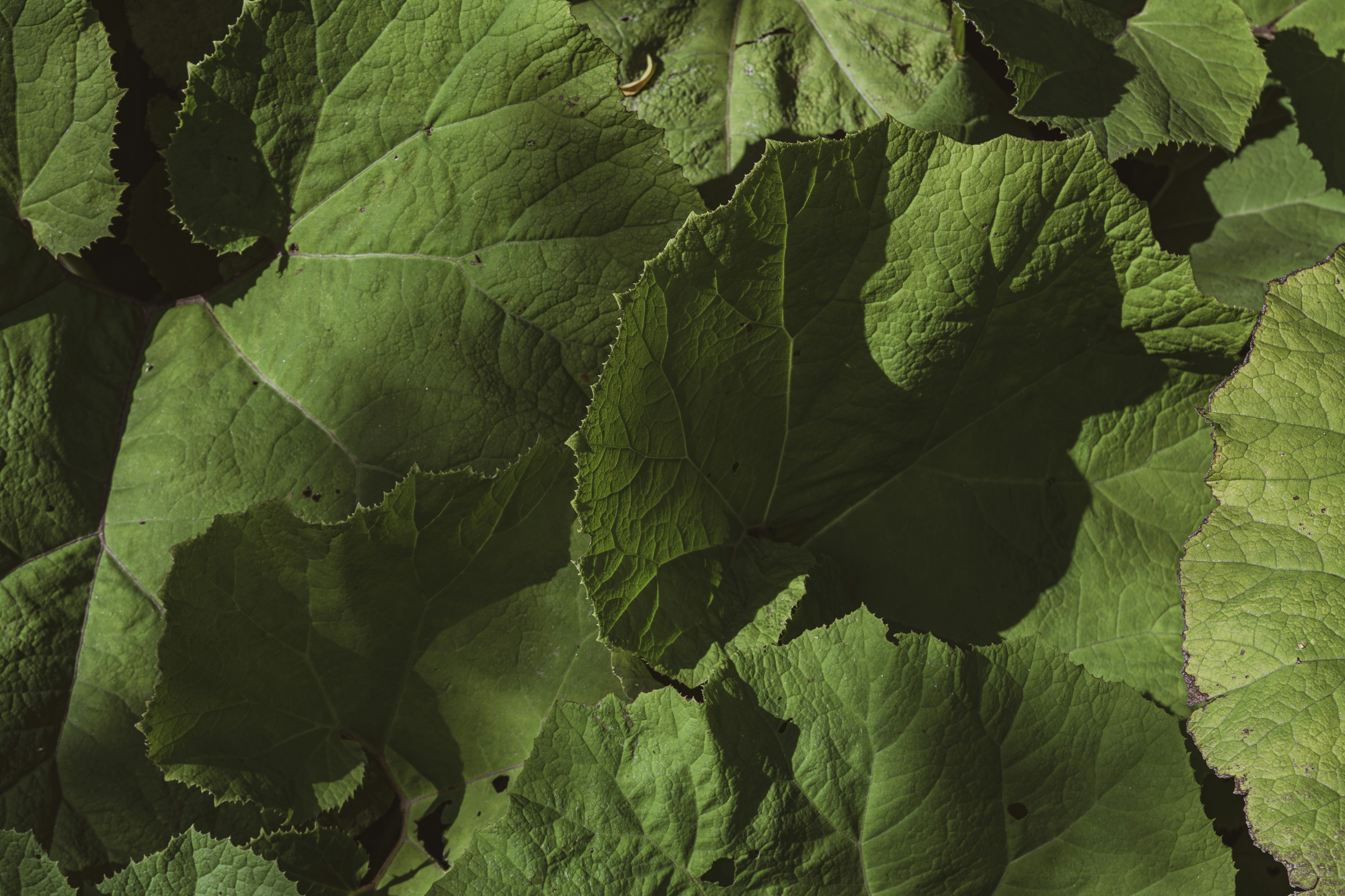 Verdant Veins: A Close-Up Study of Leaf Texture and Light
