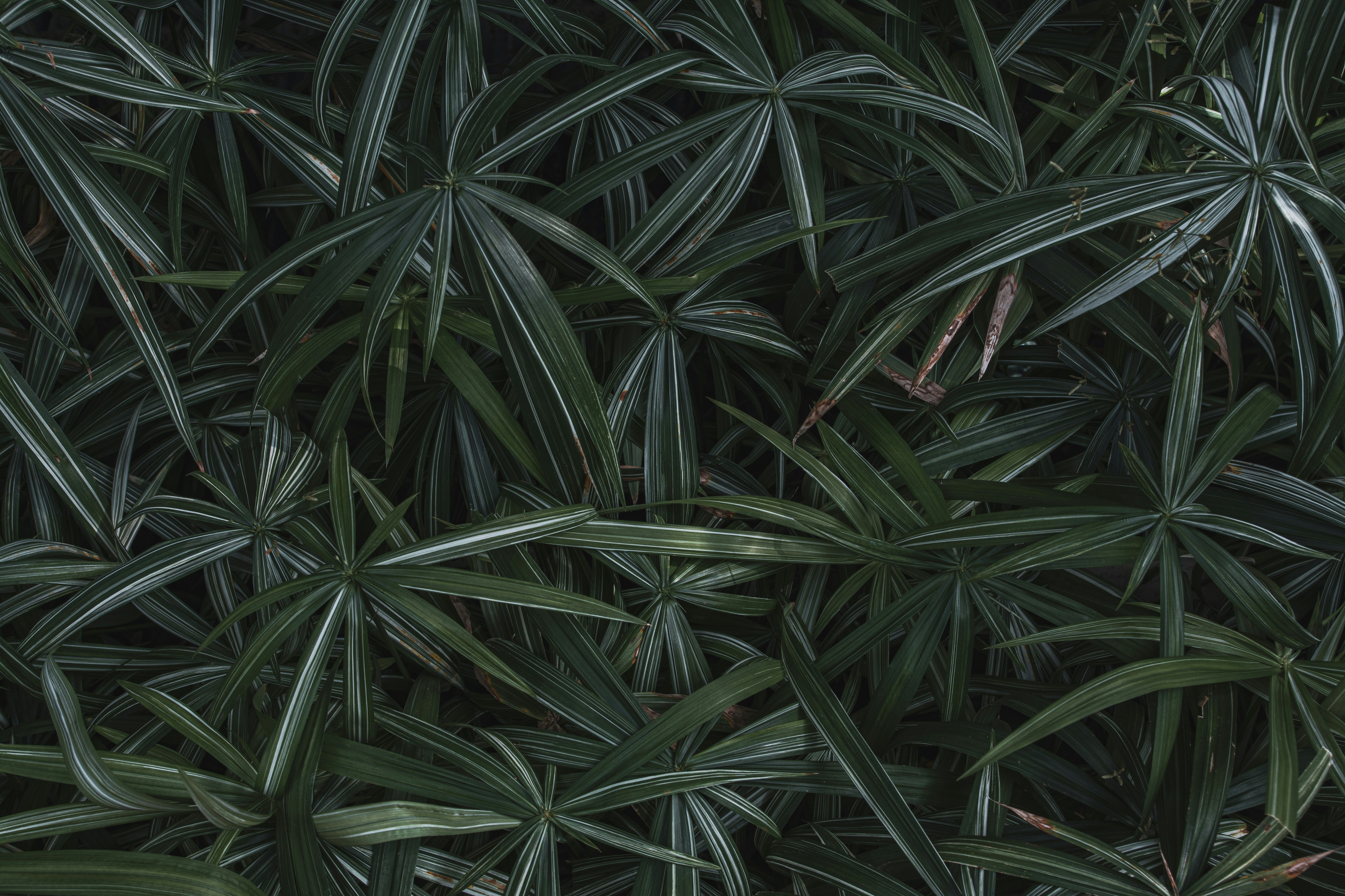 Emerald Whorls: A Fractal Tangle of Palmate Foliage