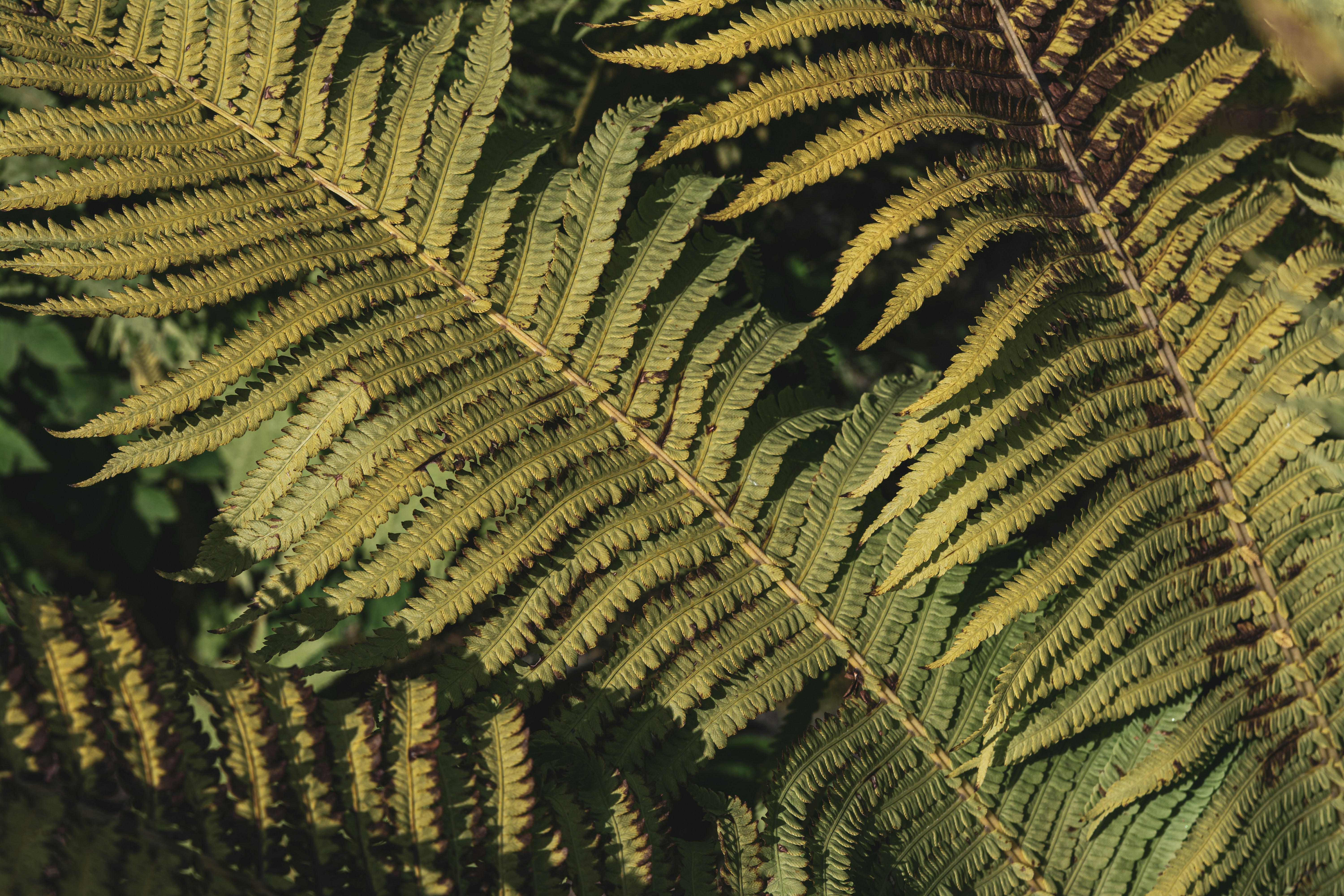 Close-up of vibrant fern leaves showcasing intricate textures and patterns in natural light.