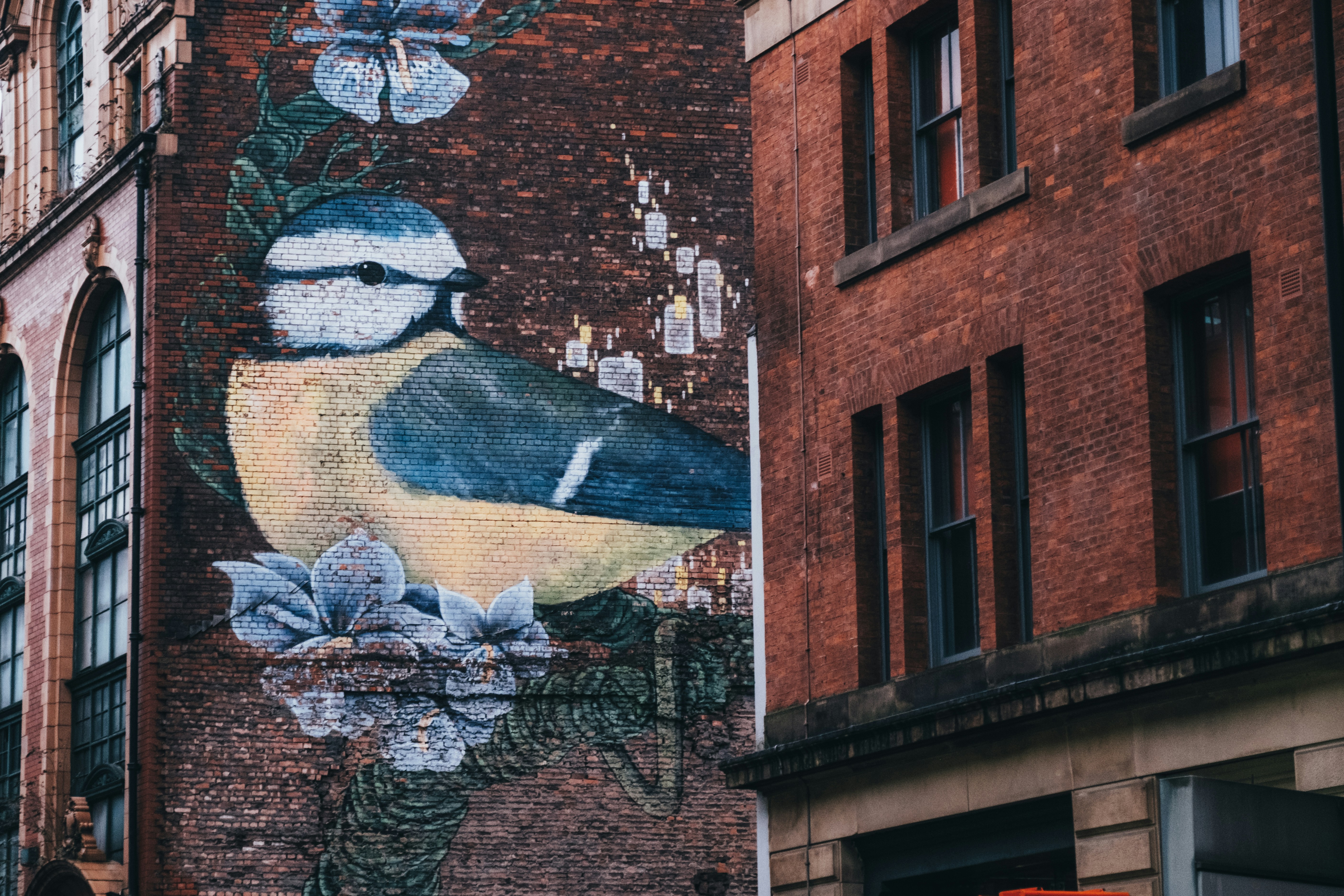 A bird painted on the side of a building photo – Free Manchester Image ...
