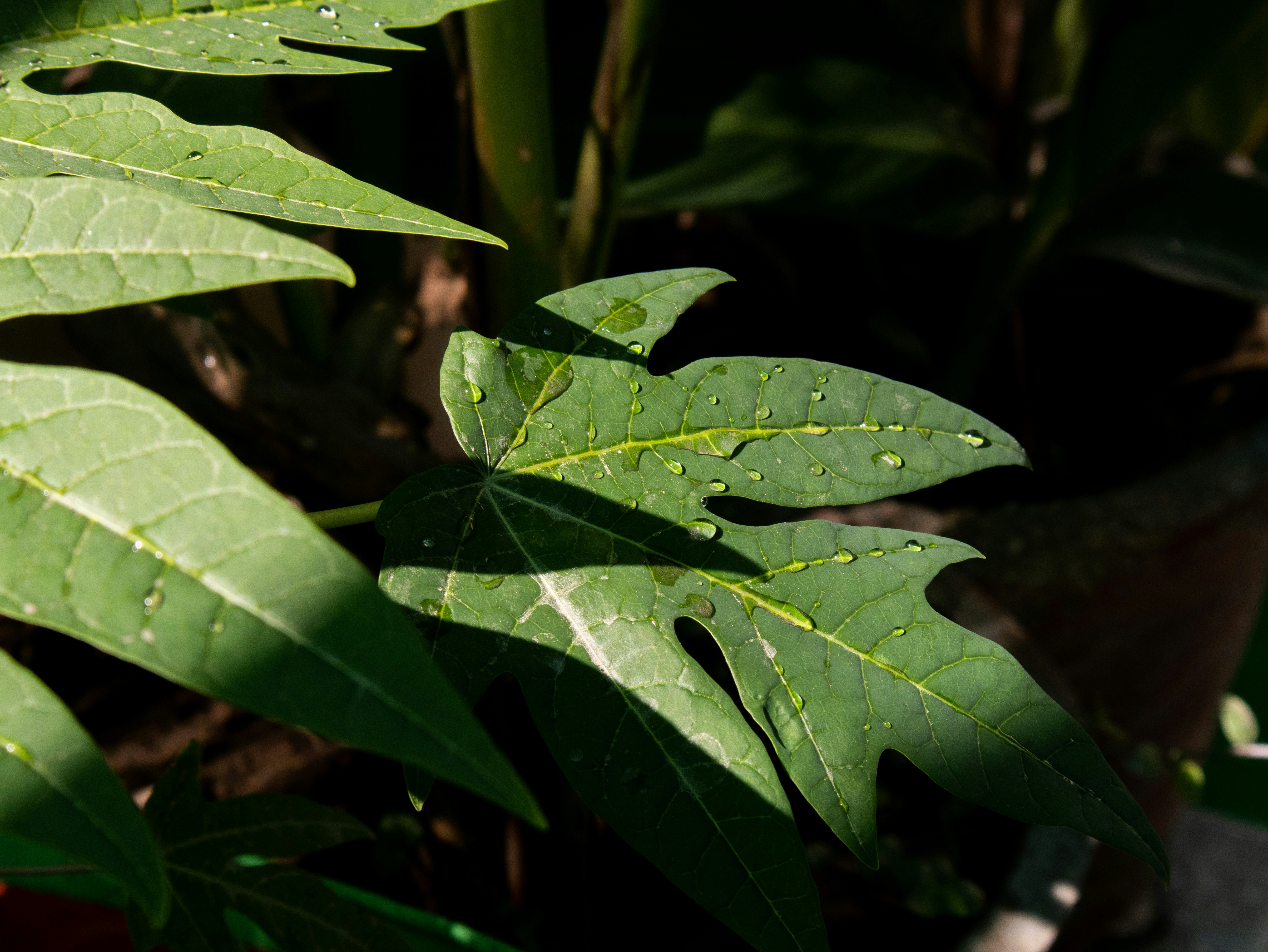Pink Petals (@pinkpetalsgardening) | Unsplash Photo Community