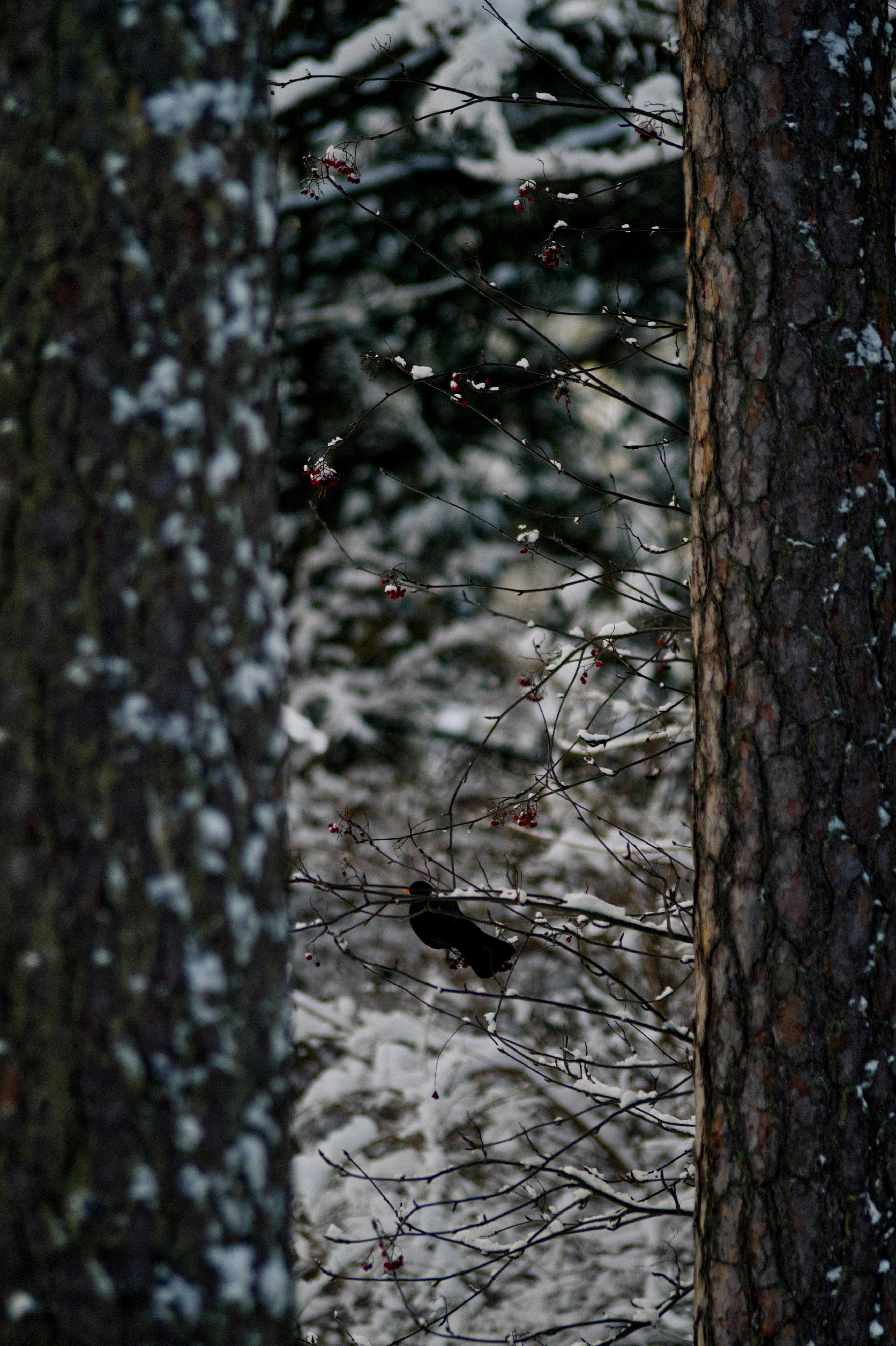 A black bird perched on a bare branch amid snow-dusted trees in a serene winter landscape.