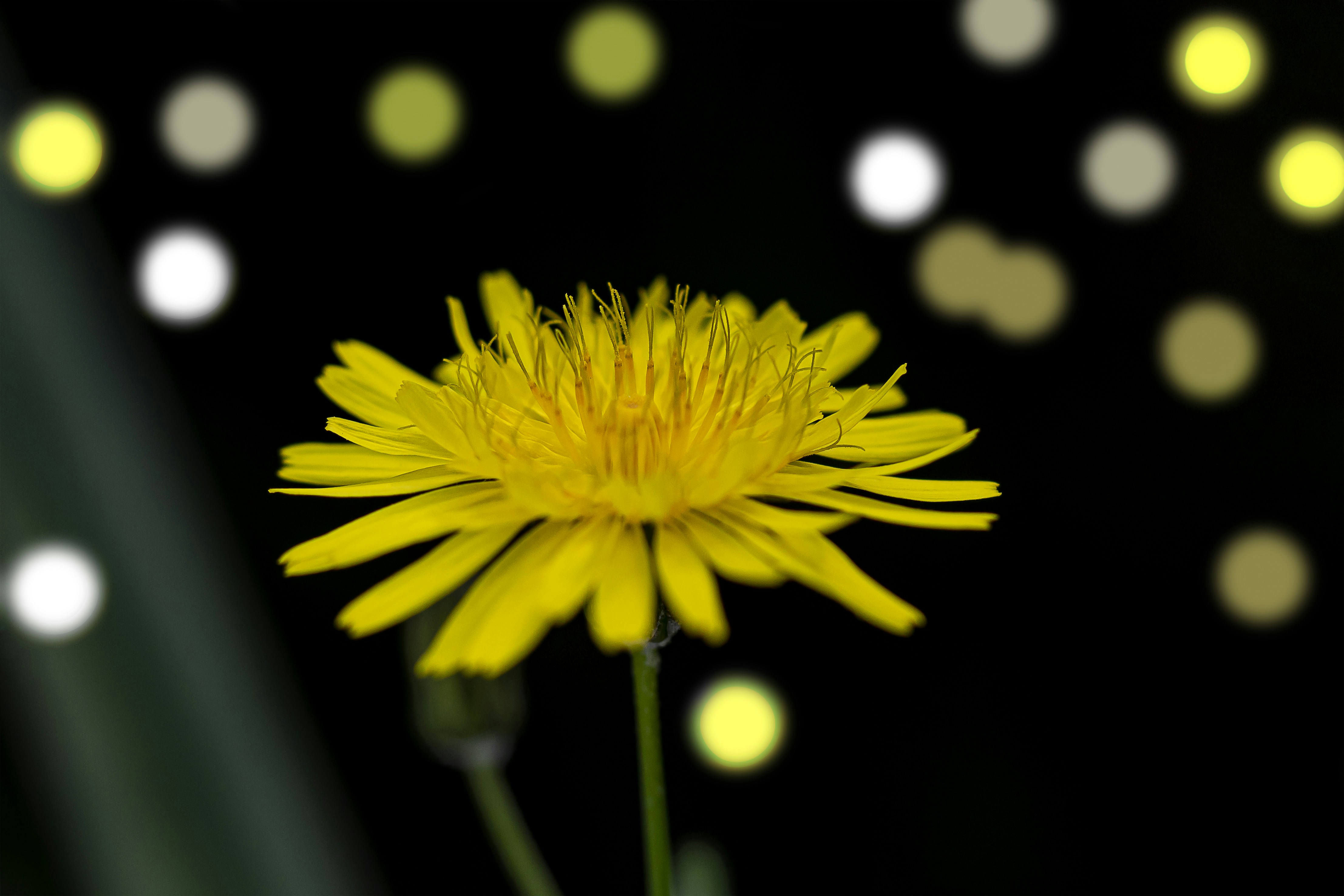 Nocturnal Bloom with Bokeh Magic