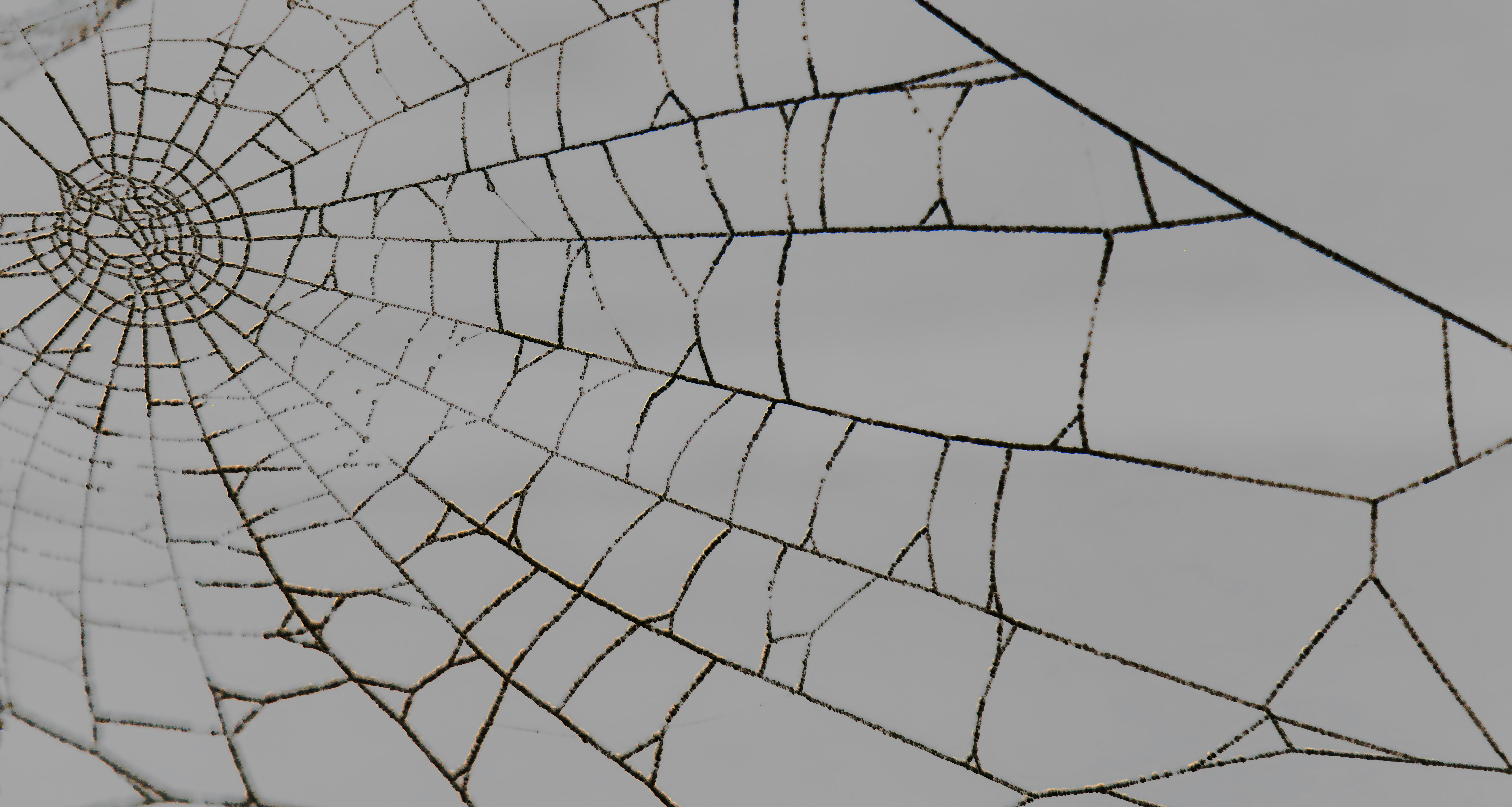 a close up of a spider web on a cloudy day