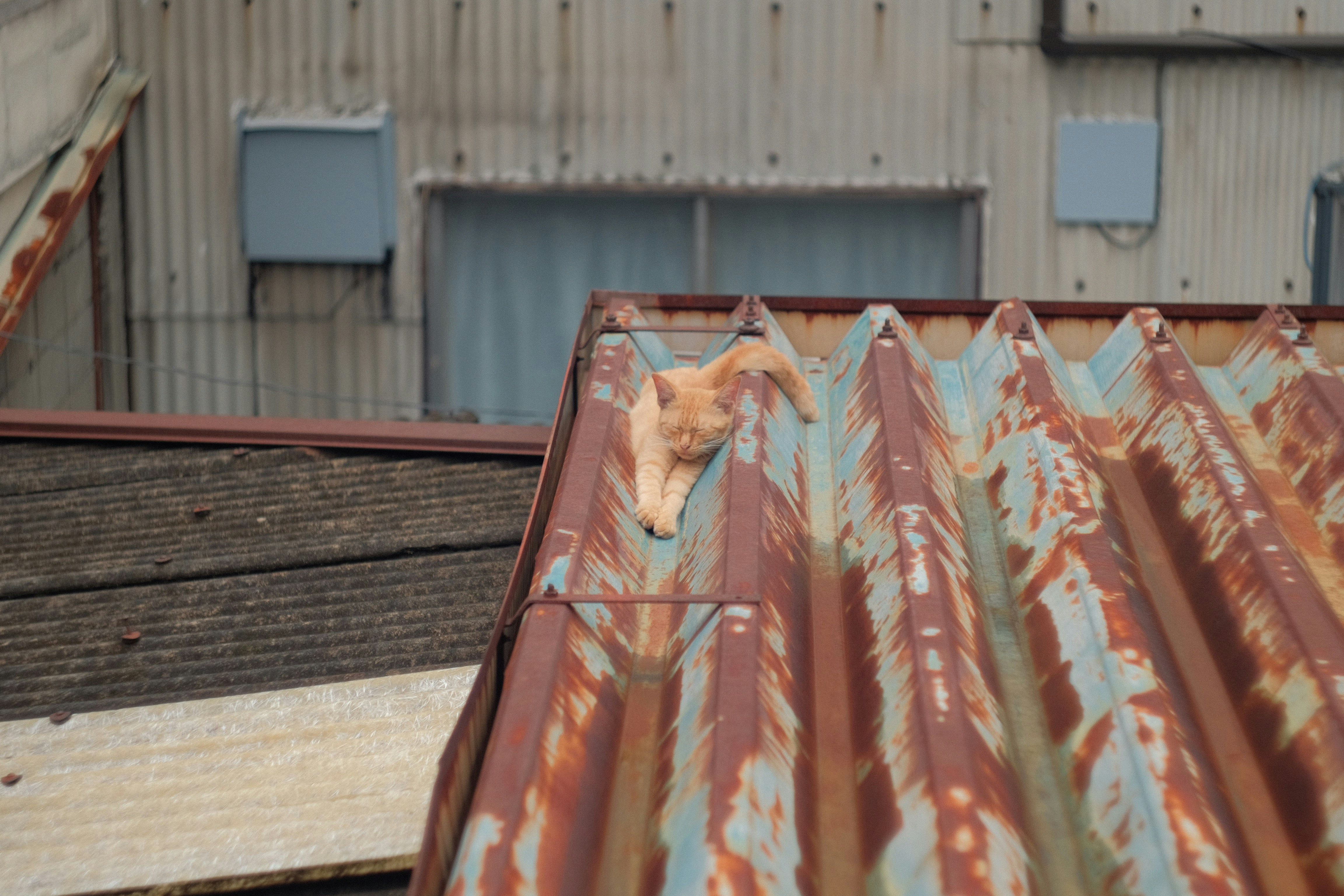Waiting on the Roof Ridge: A Stray Cat on Corrugated Rust