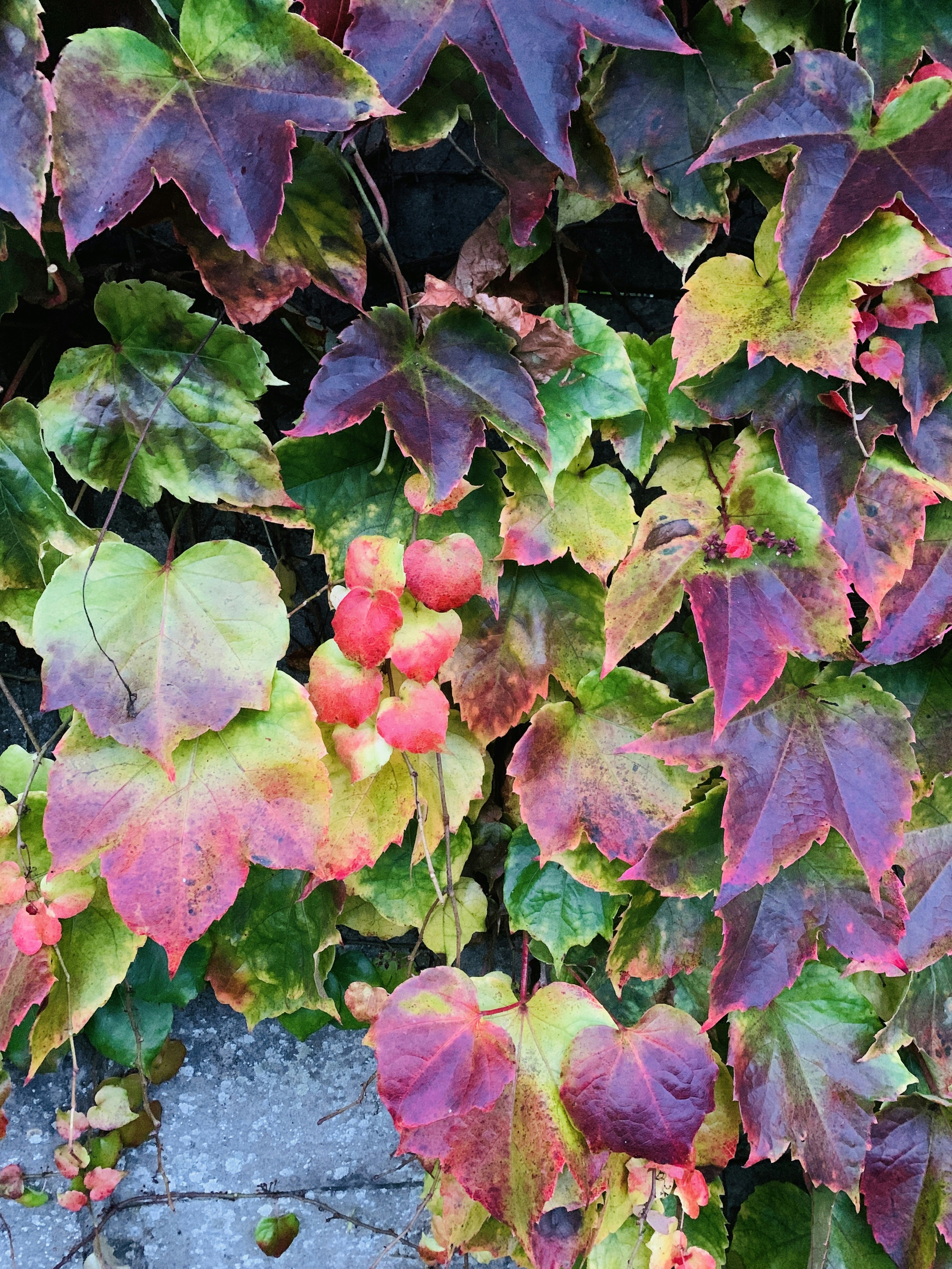 Gros plan d’un bouquet de feuilles sur une plante photo – Photo Feuille ...