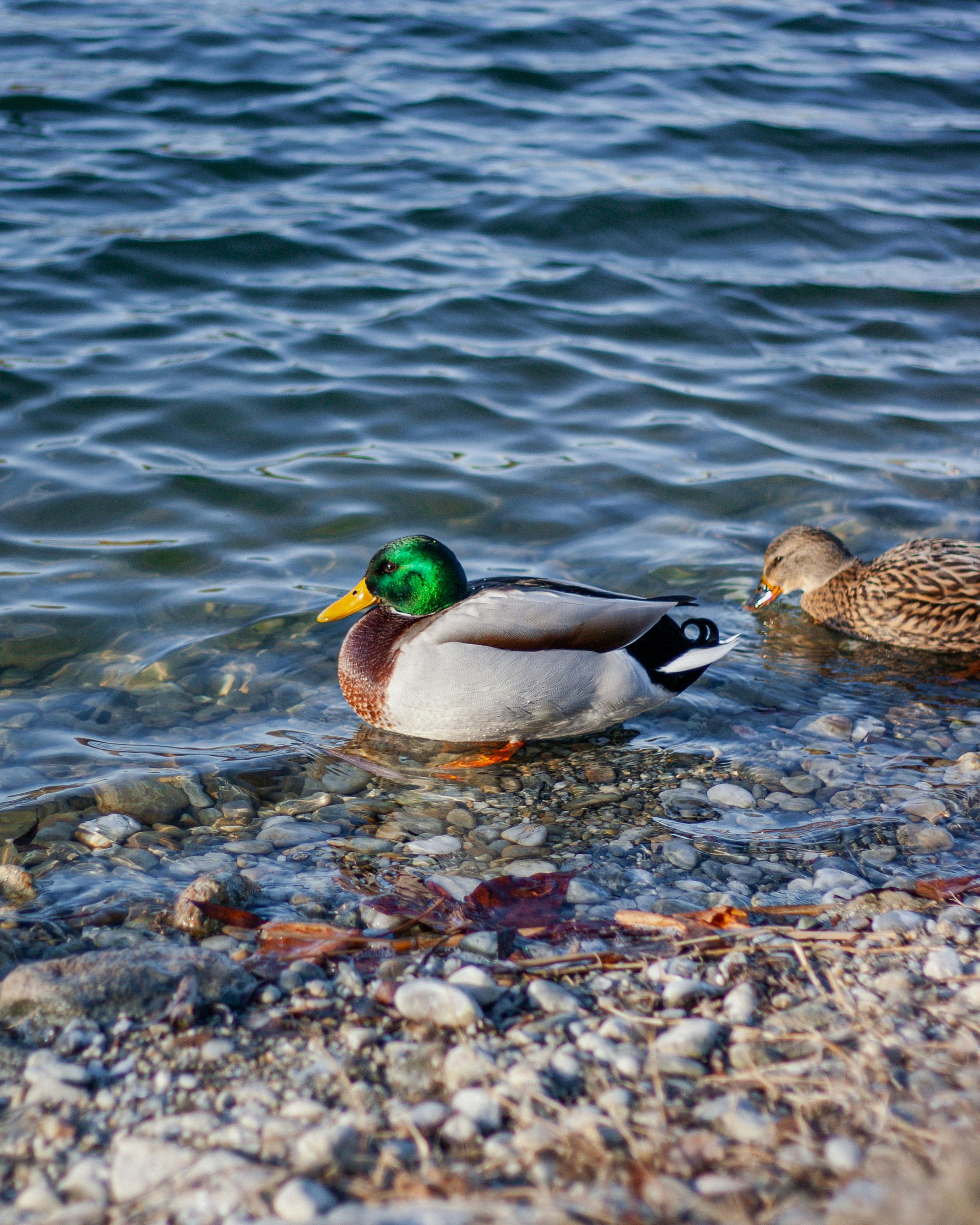 Emerald Crowned Mallard at a Pebbled Shore