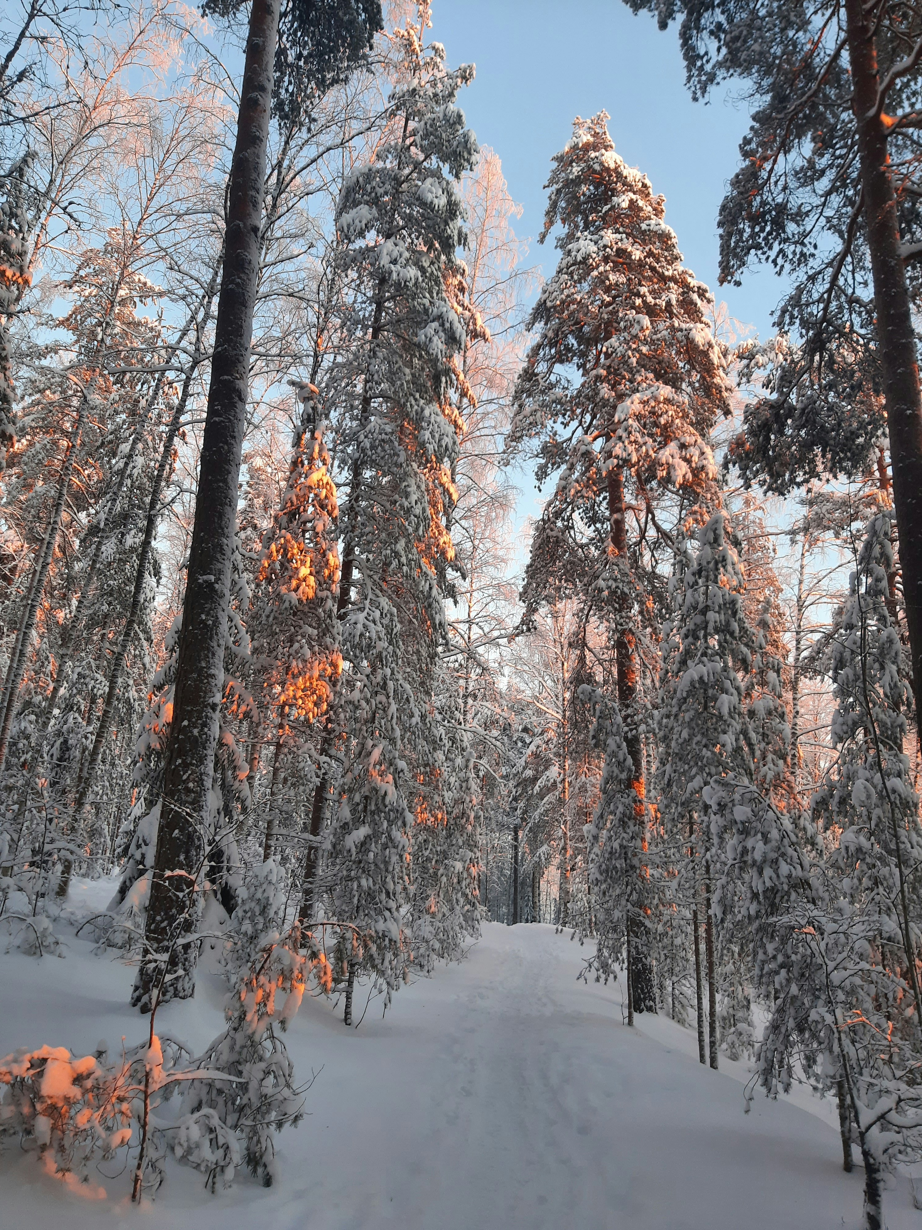 Amber Light Threads Through a Snow-Dusted Pine Corridor