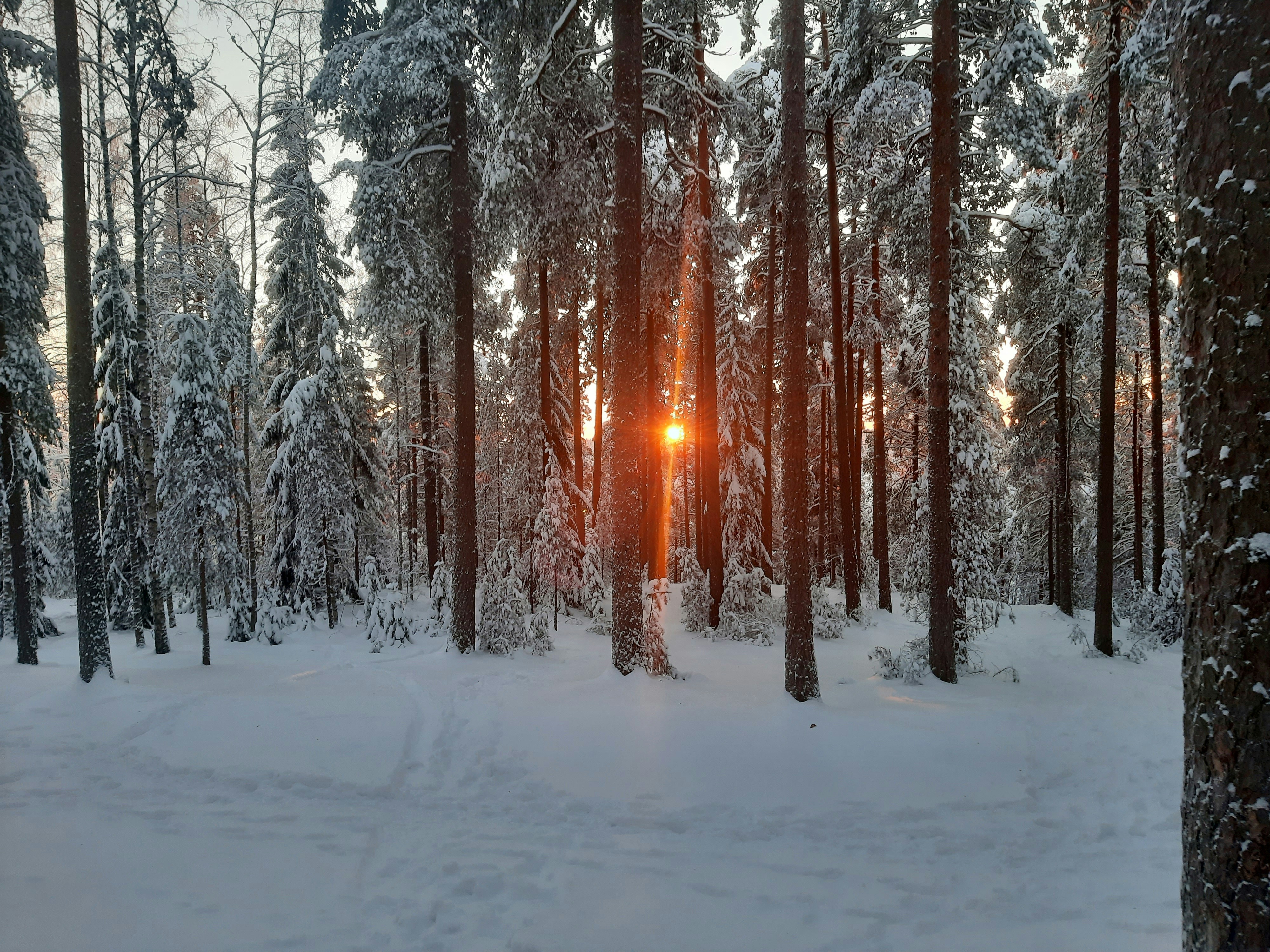 Golden sunlight filtering through snow-laden trees in a serene winter forest.