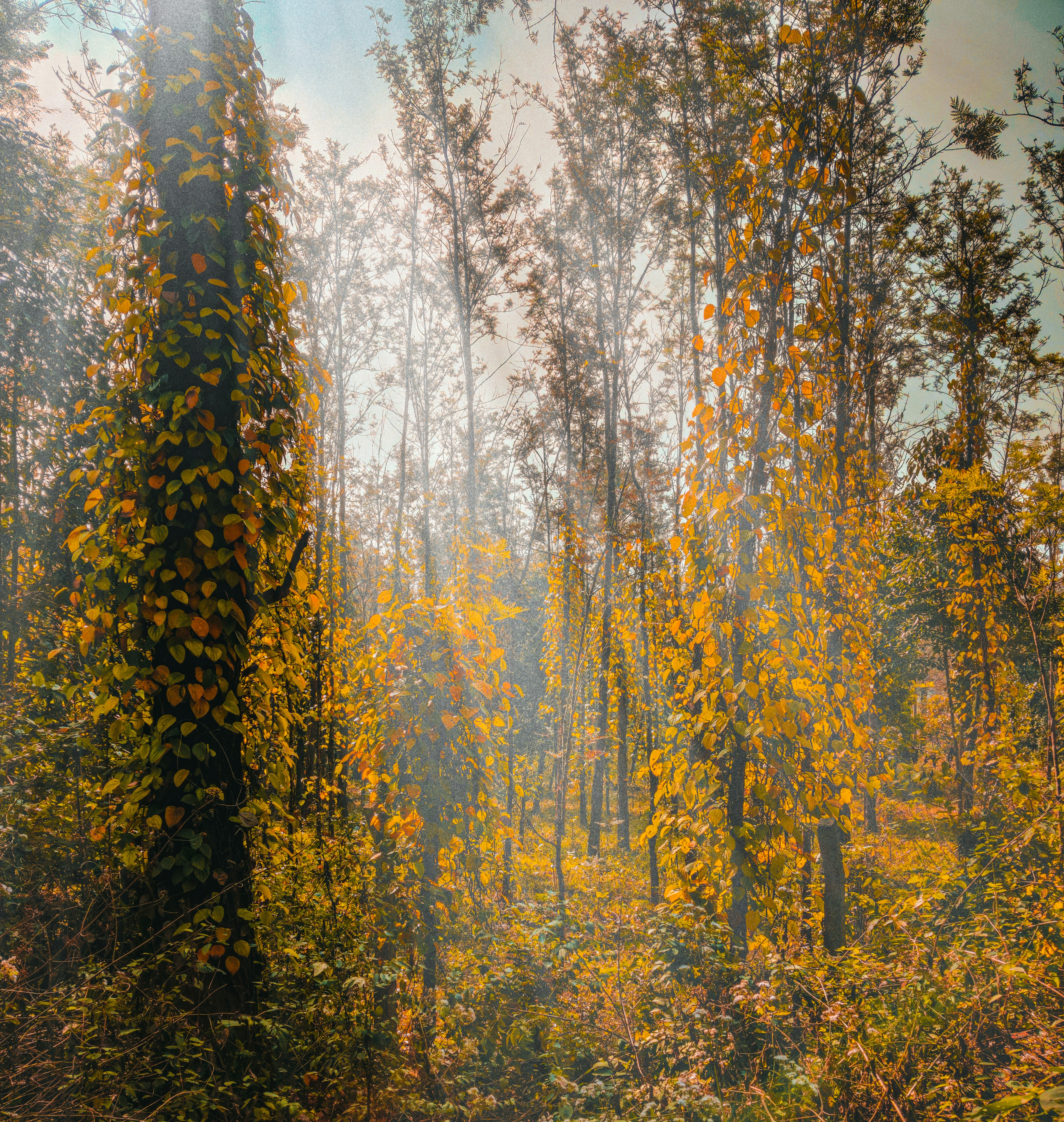 Sunlit birch forest drenched in autumn gold with hazy light filtering through the trees.