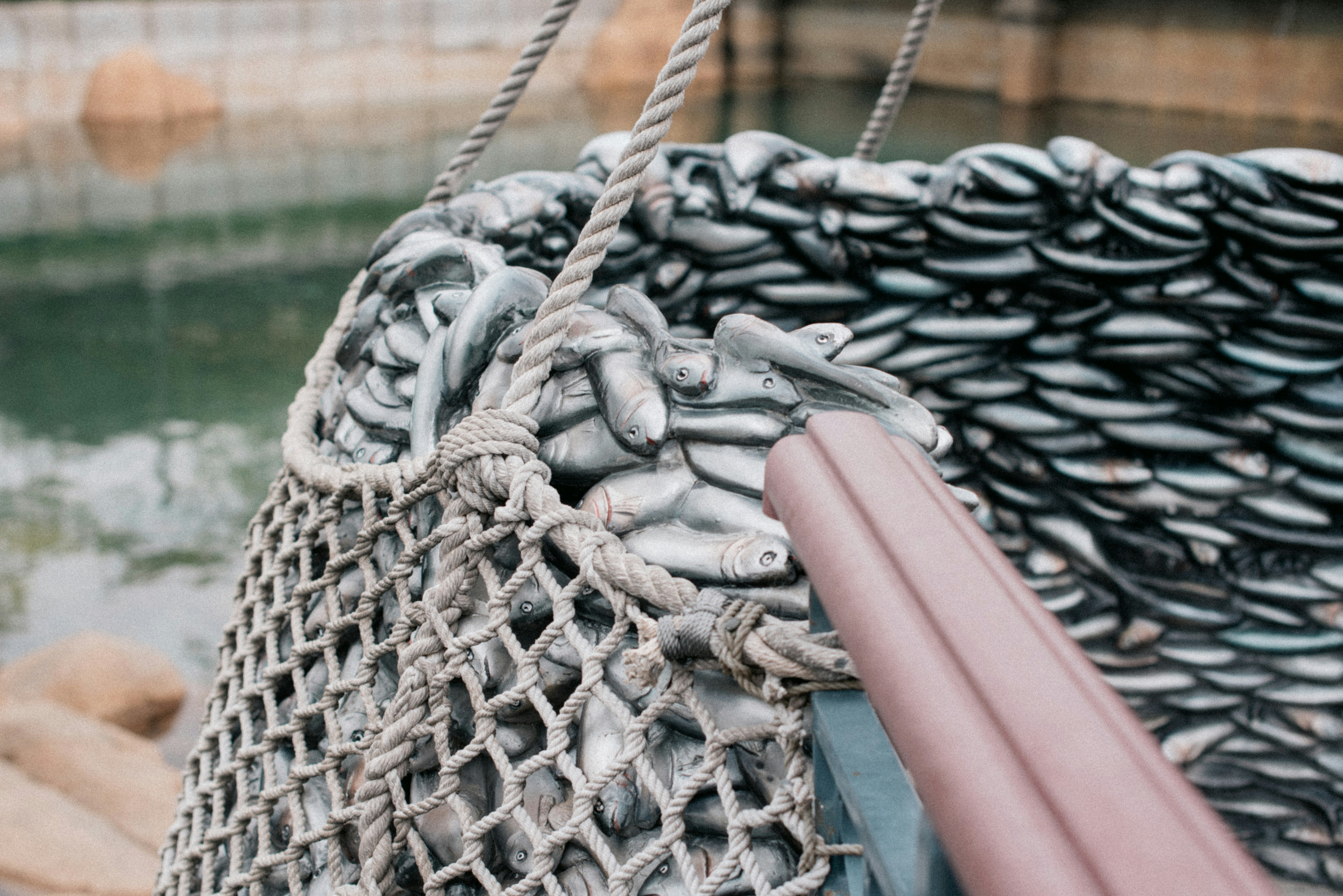 Un filet de pêche rempli de poissons dans l’eau photo – Photo Anaheim ...