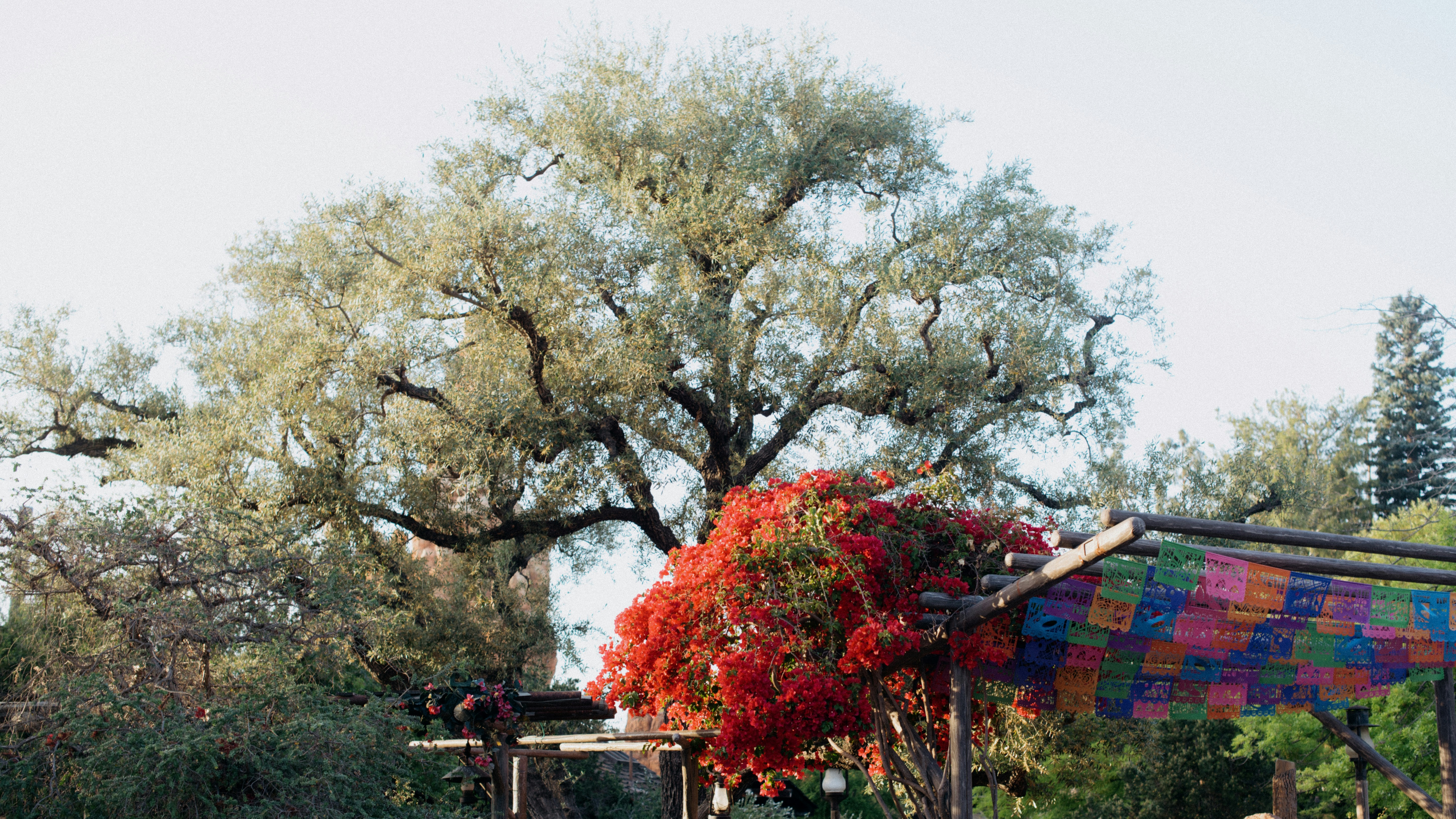 Colorful garden canopy beneath a large, leafy tree with vibrant red foliage and a clear sky.