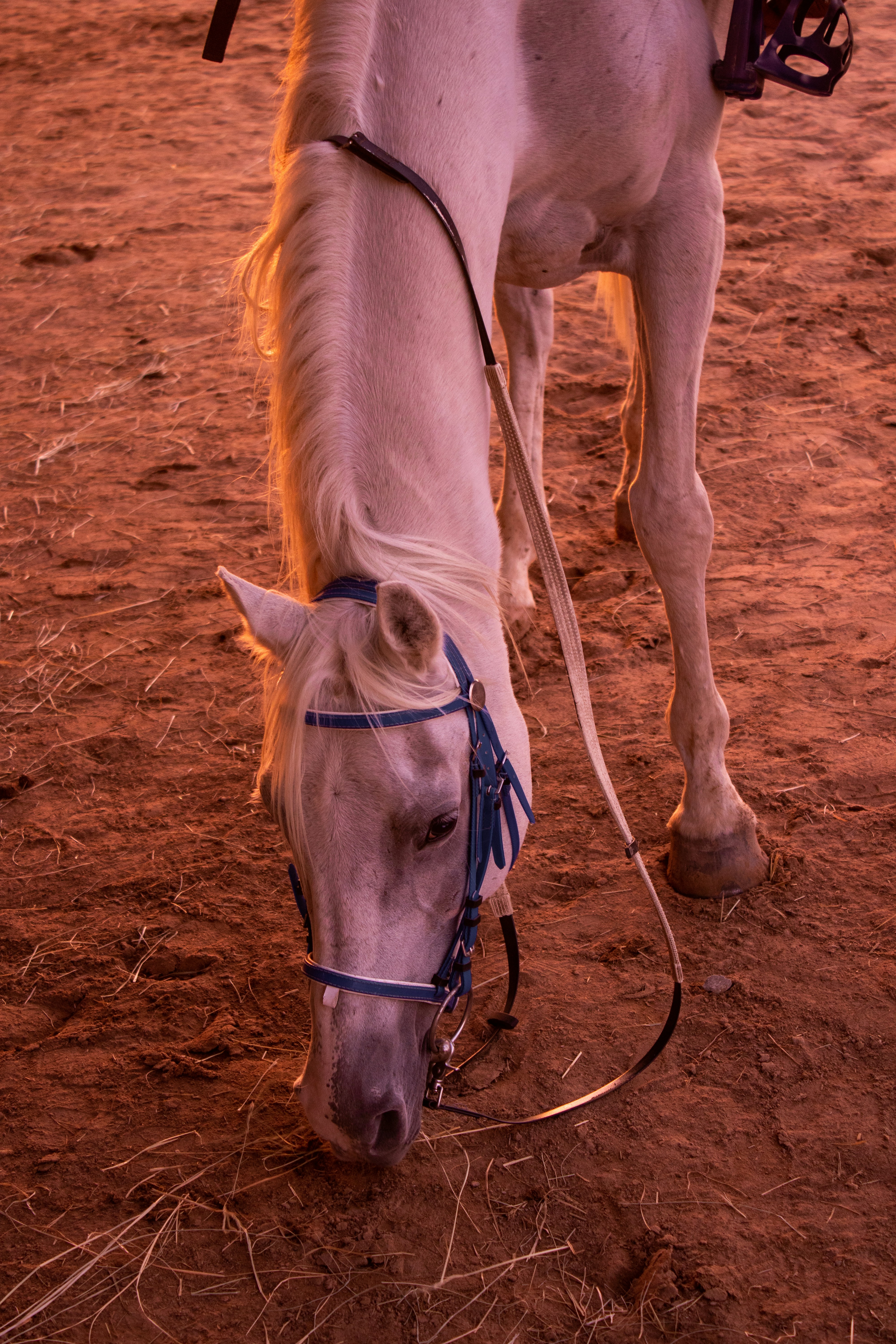 Emberlight Grazing: A White Mare Beneath Sunset Dust
